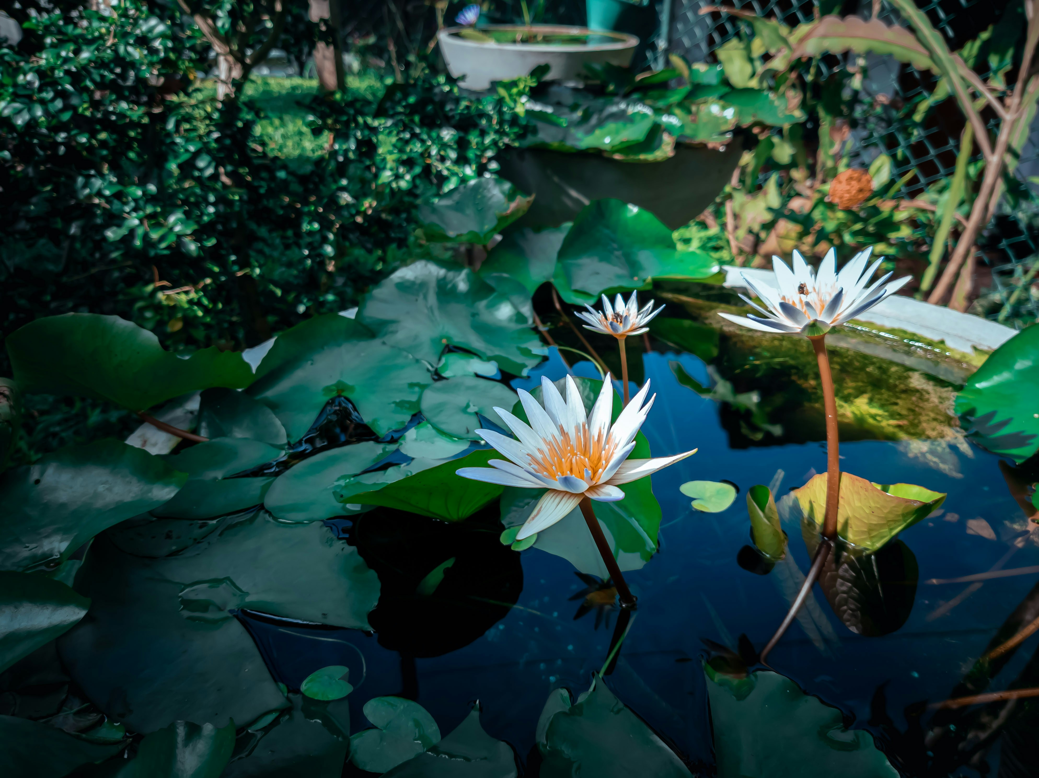 White water lily on water photo – Free Kandy Image on Unsplash