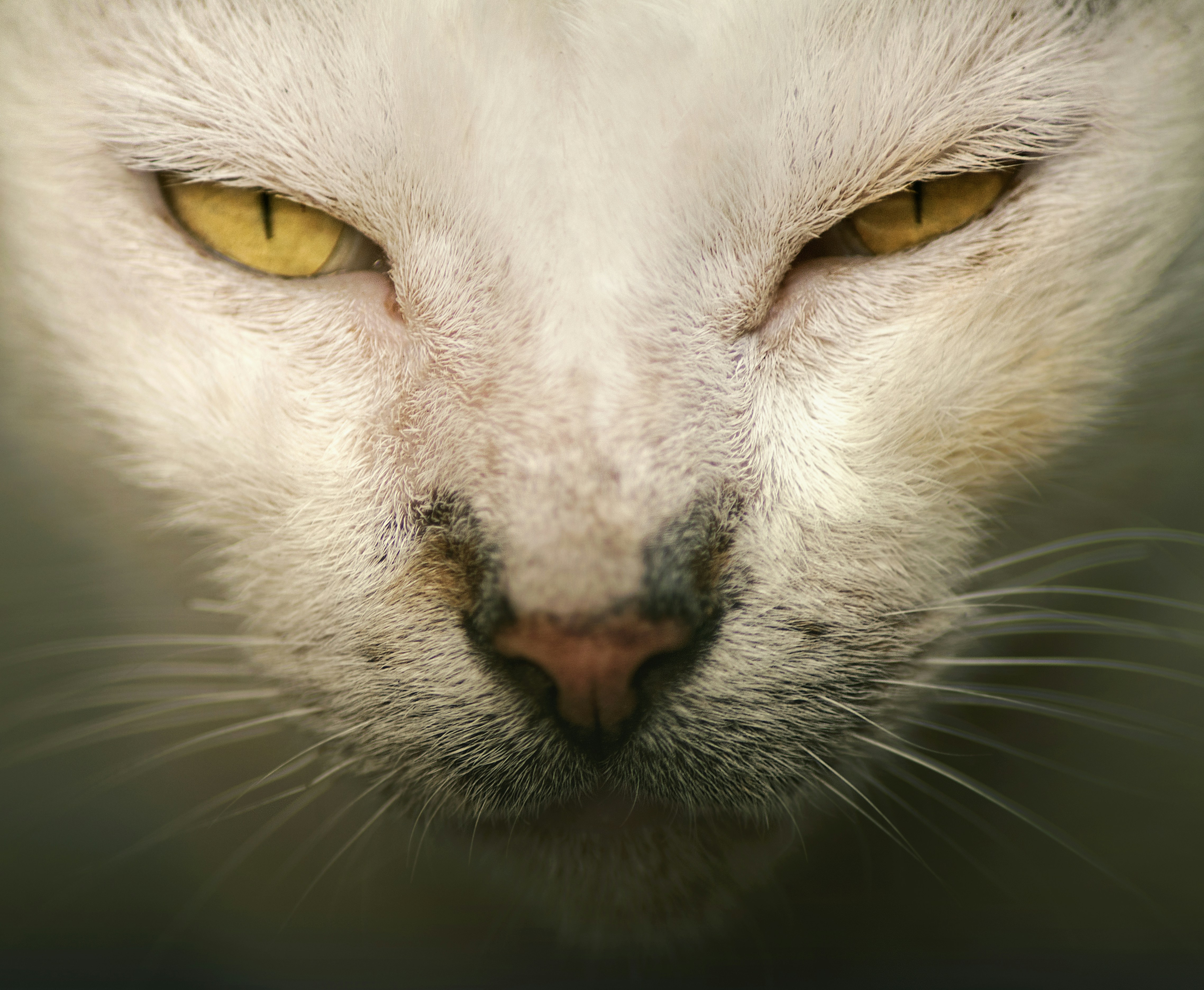 Close-Up of a White Cat: Intense Golden Gaze in Soft Light