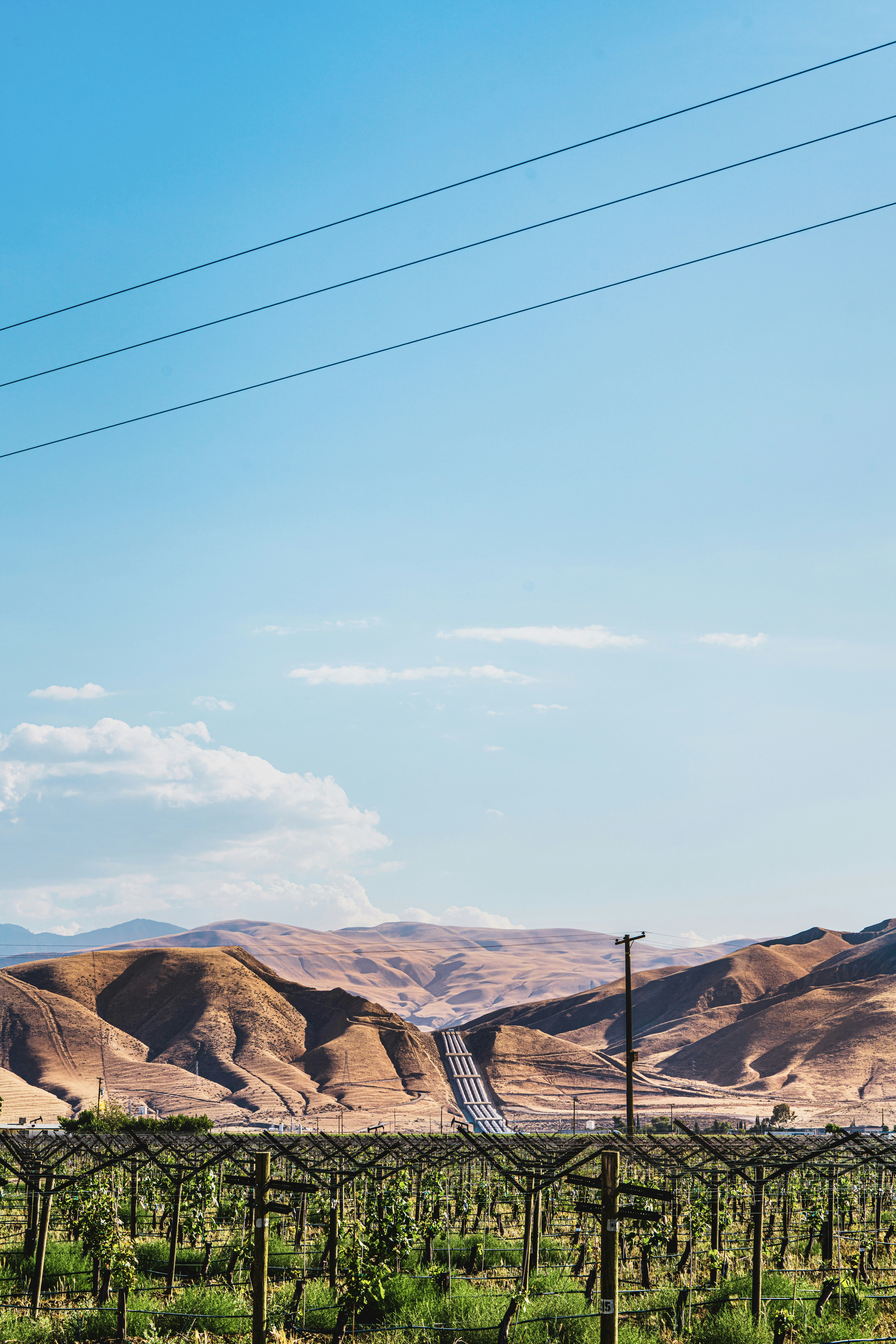 Vineyard rows extend toward distant hills under a bright blue sky, with a solitary utility pole and overhead lines crossing the frame.