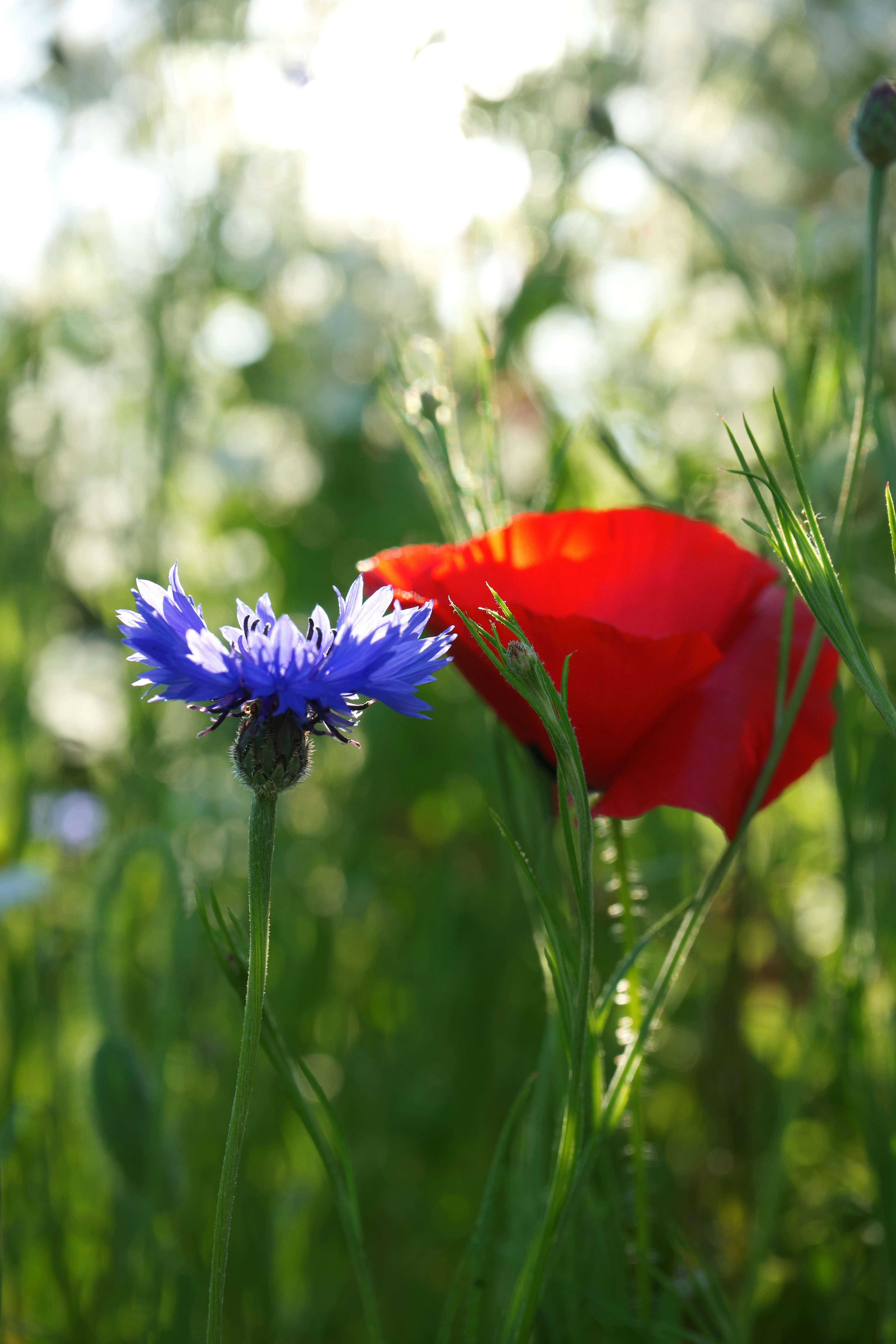 Blue and red flower in bloom during daytime photo – Free Flower Image ...