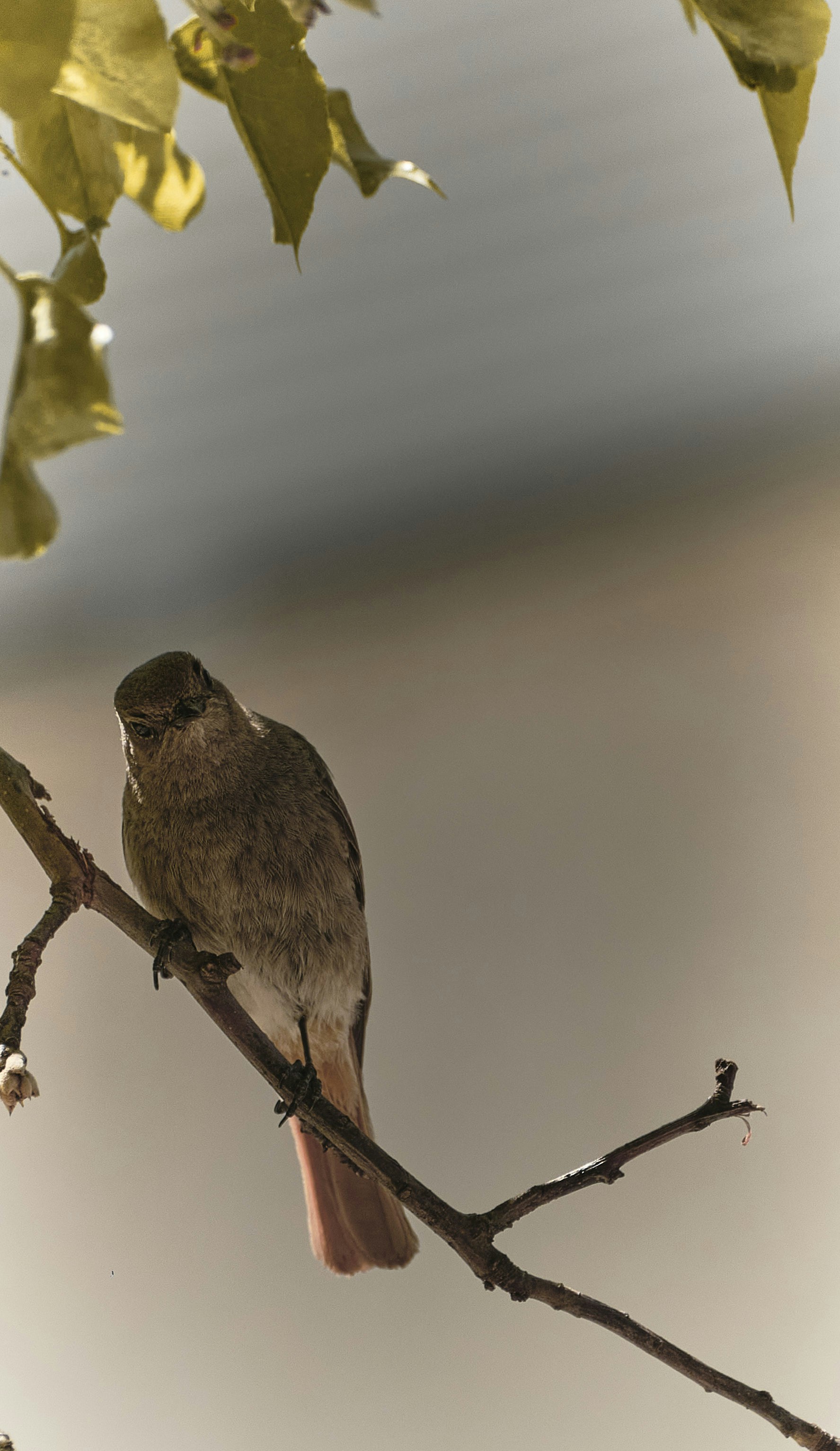 Dawn-Warmed Warbler on a Bare Branch