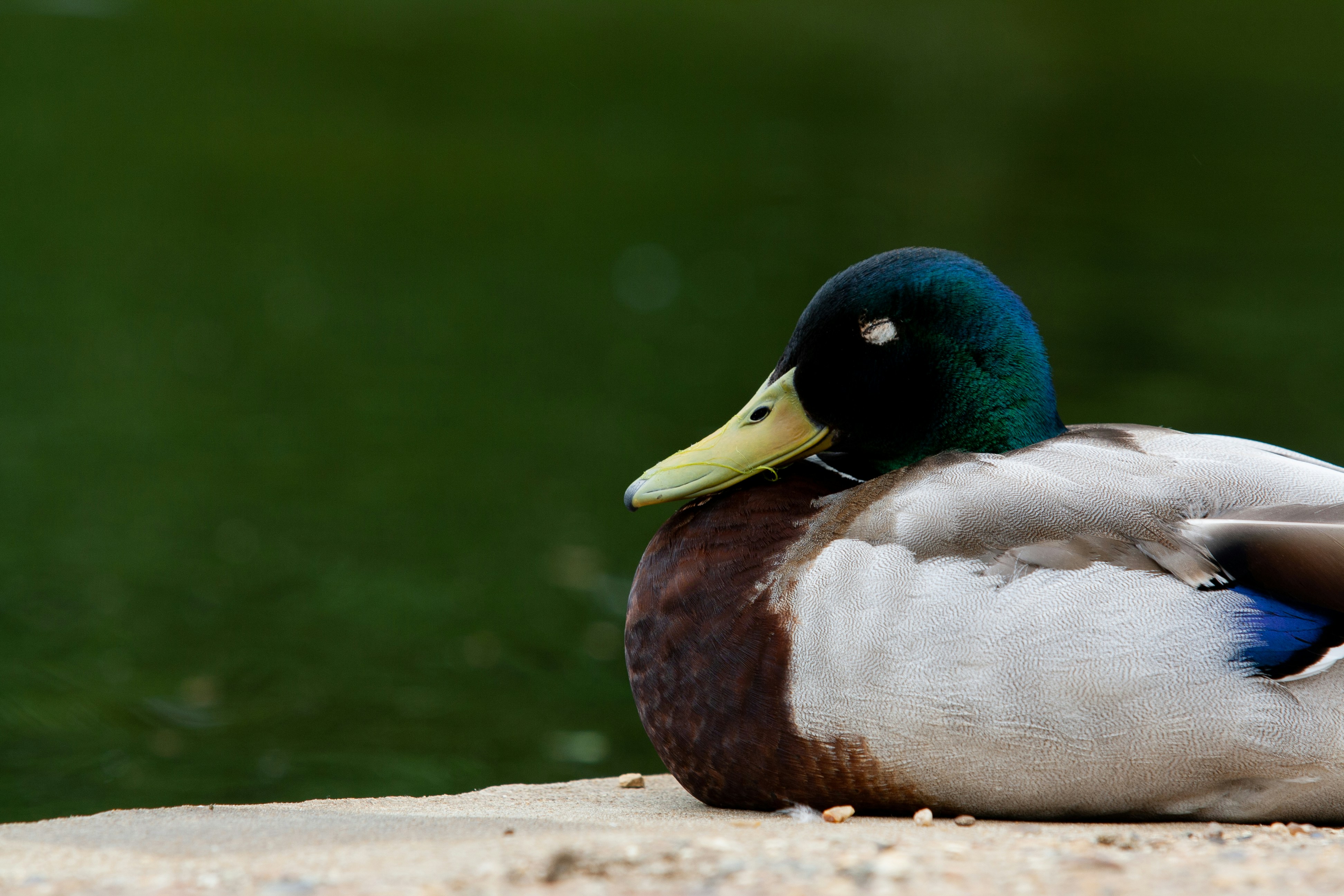 A resting mallard duck nestled on the bank, showcasing its vibrant plumage against a tranquil green backdrop.