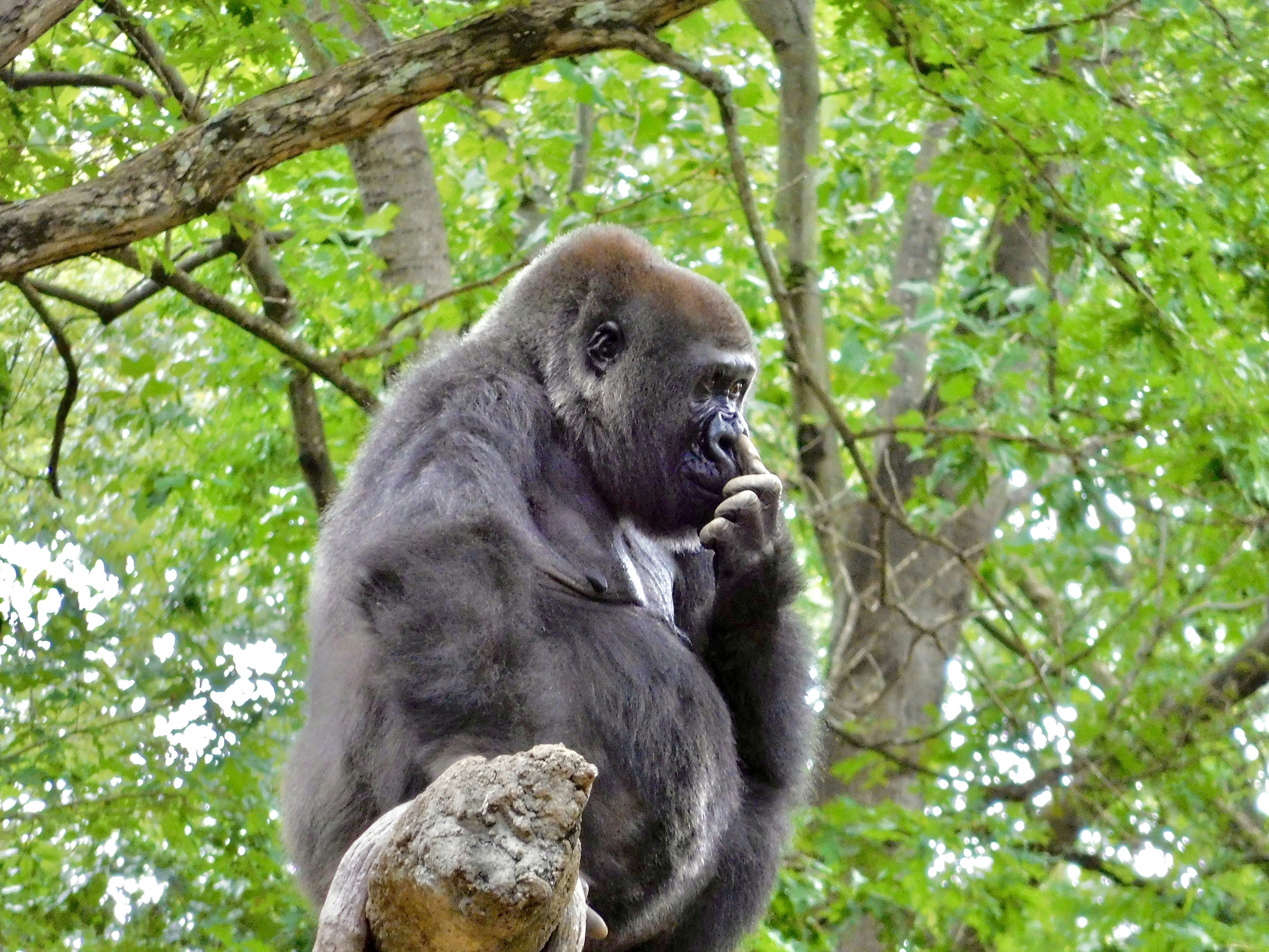 Adult gorilla in a dense forest, contemplatively raising a hand toward its mouth.
