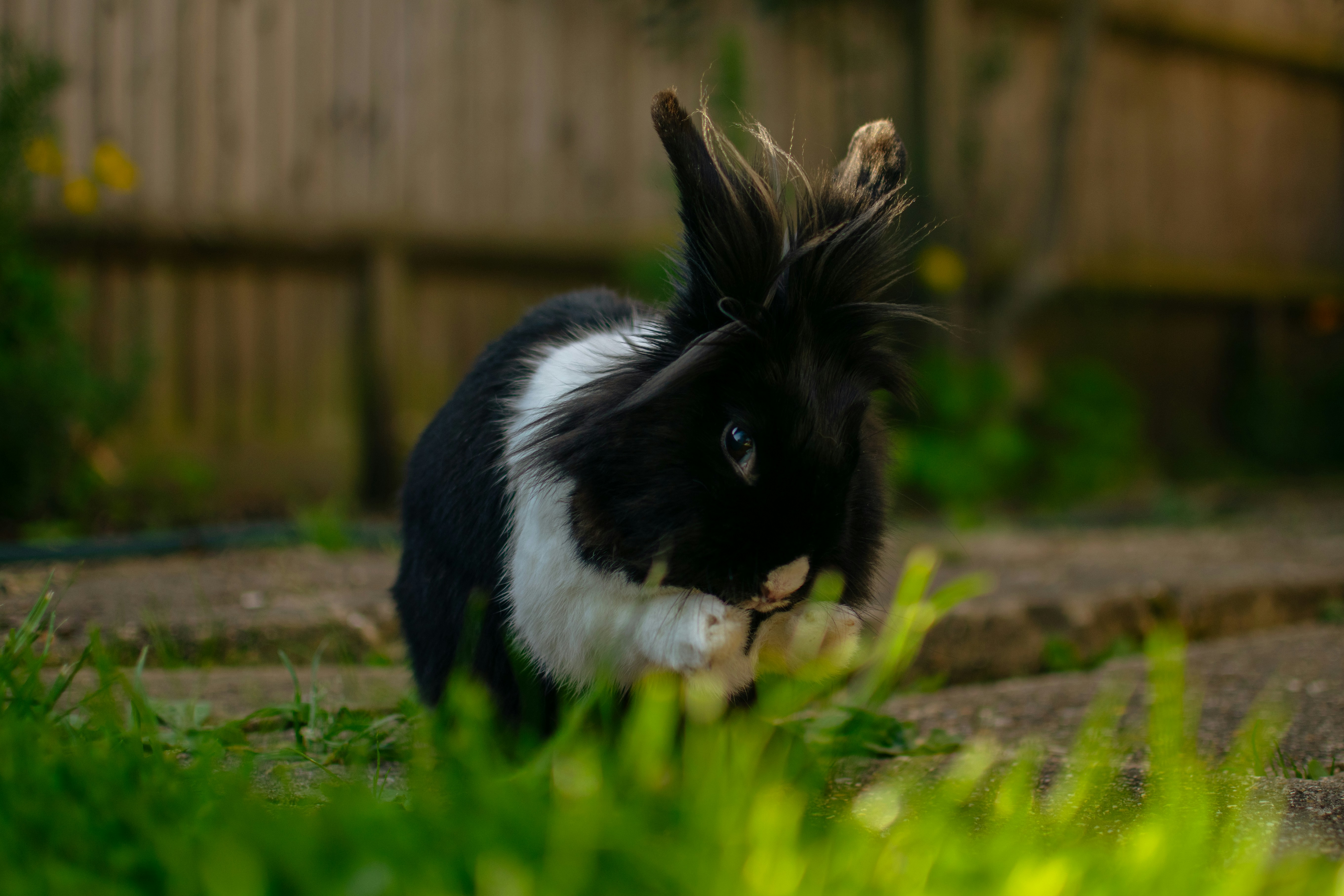 A fluffy black and white rabbit nibbling on grass in a serene garden setting. The soft focus enhances the natural beauty of the scene.