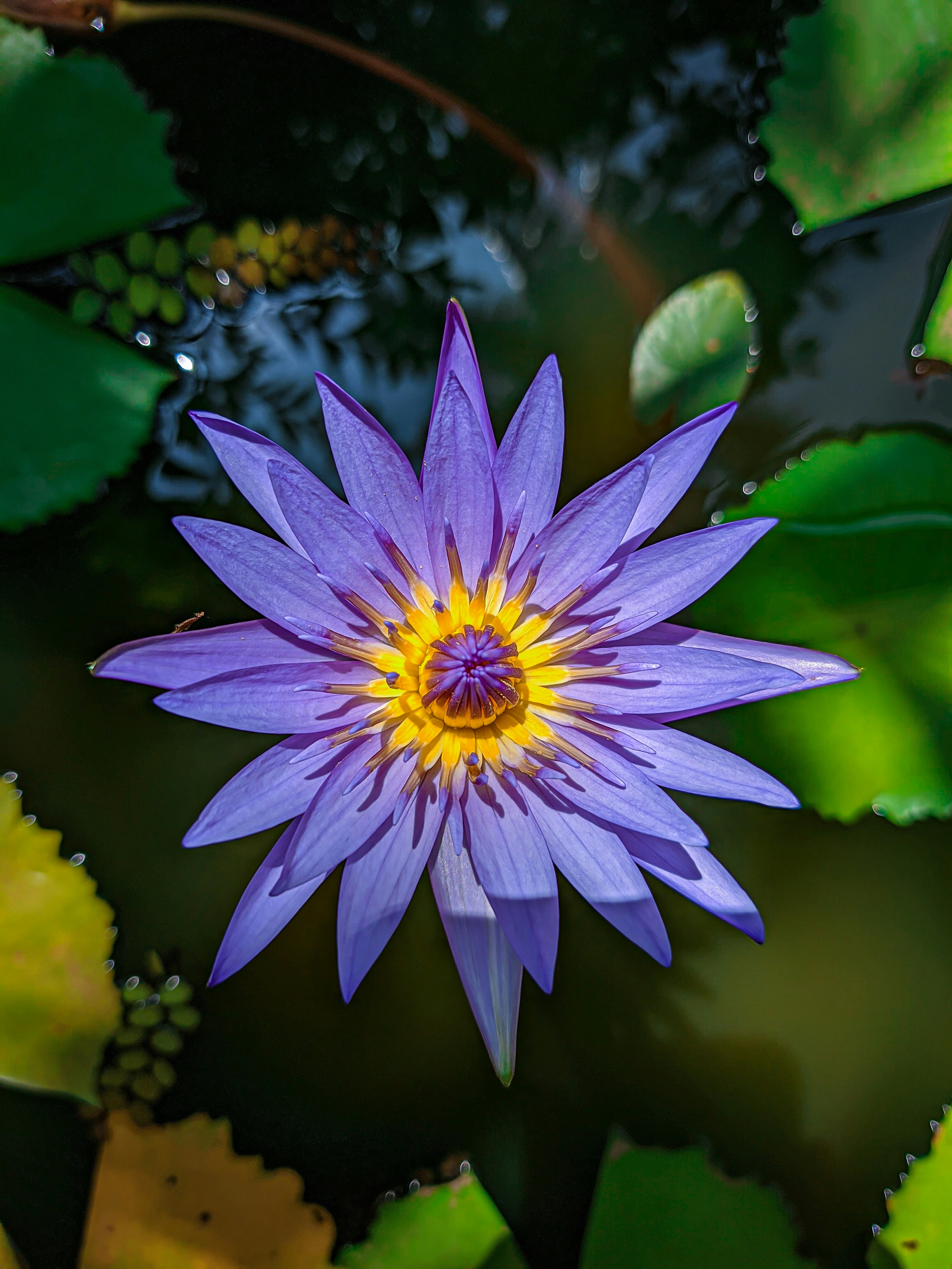 Foto Flor morada y amarilla en agua – Imagen Gampaha gratis en Unsplash