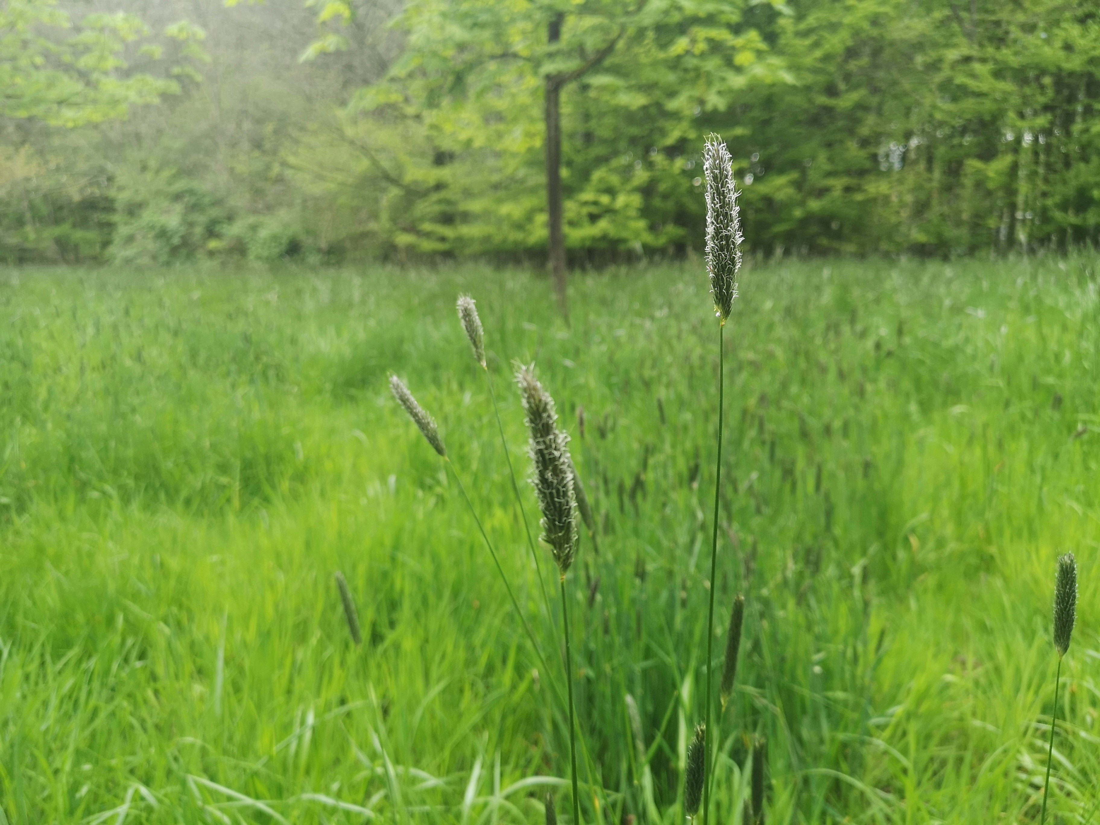 green grass field during daytime
