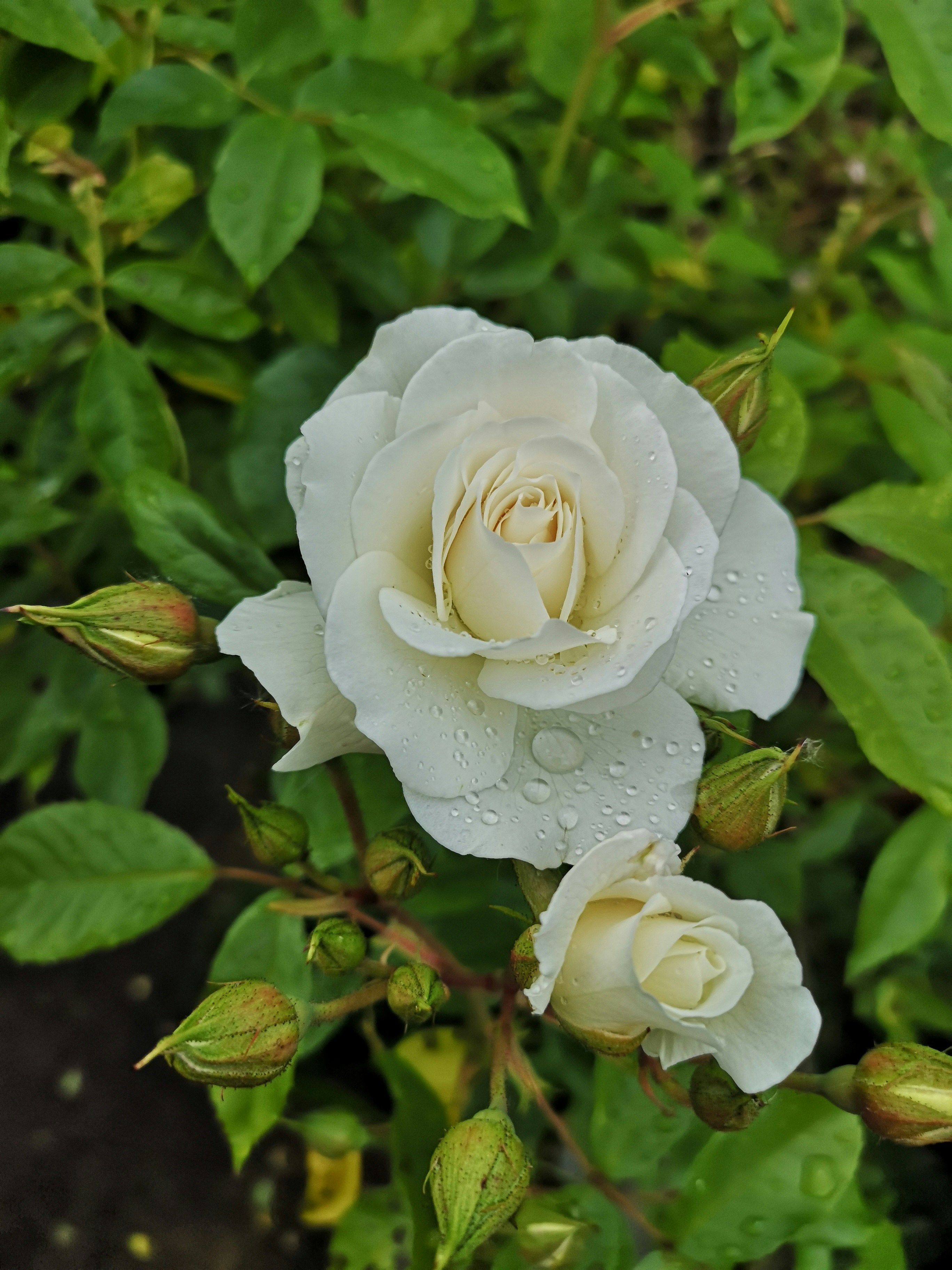 Dew-kissed White Rose: Center Stage Among Verdant Buds