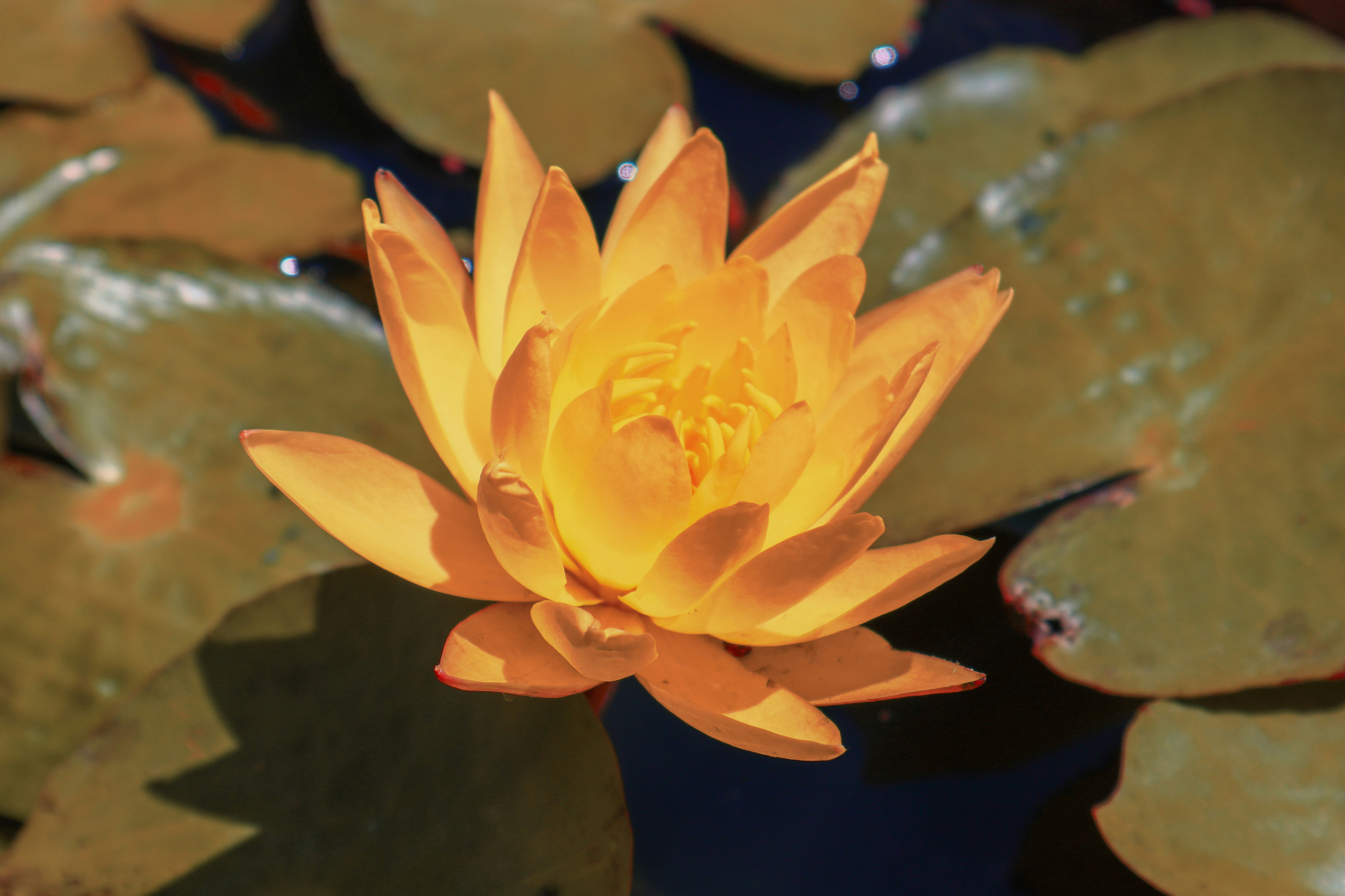 Vibrant yellow lotus flower floating gracefully on still water, surrounded by green lily pads.