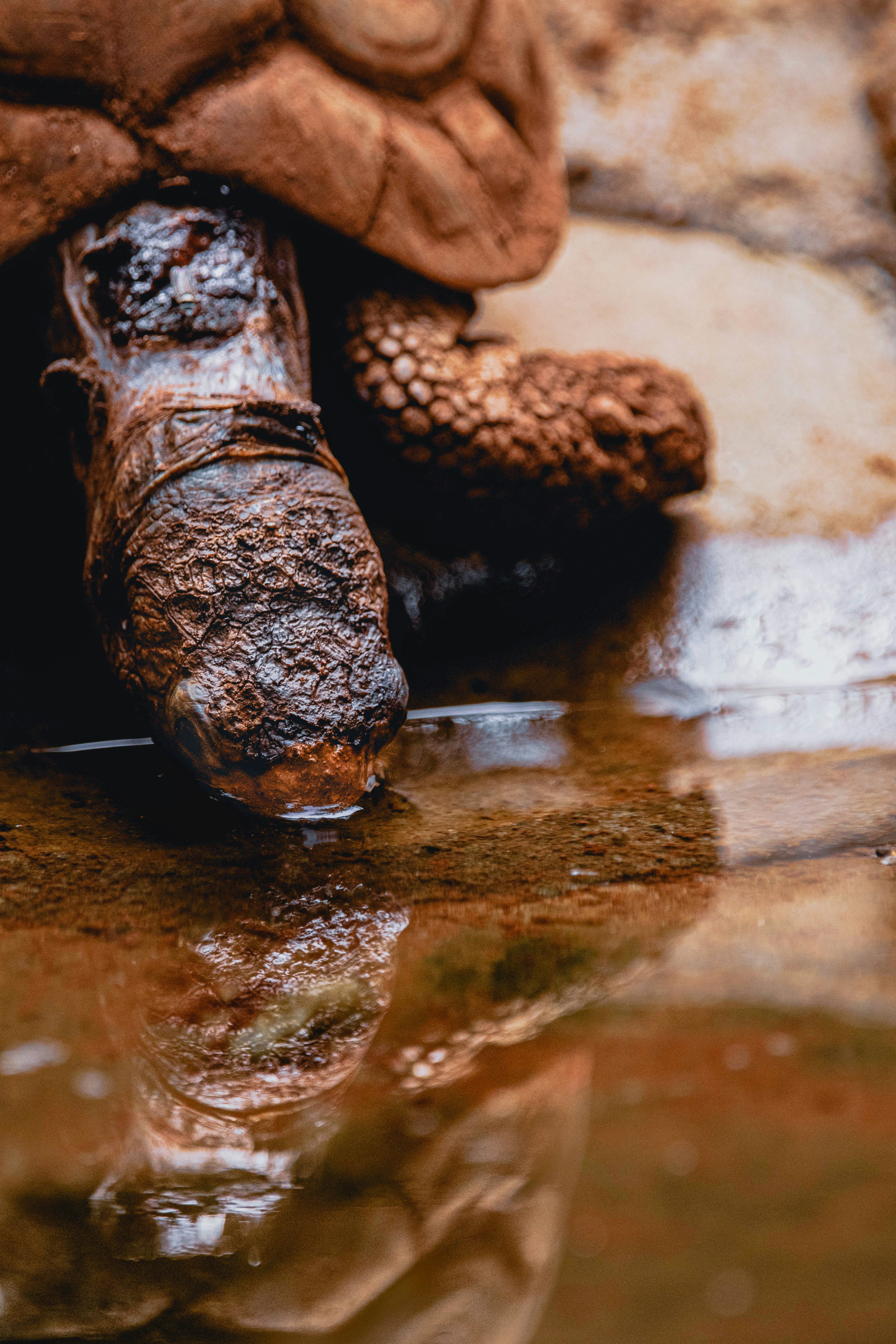 Muddy Glimpse: A Lone Glove Reaches Toward Reflected Water
