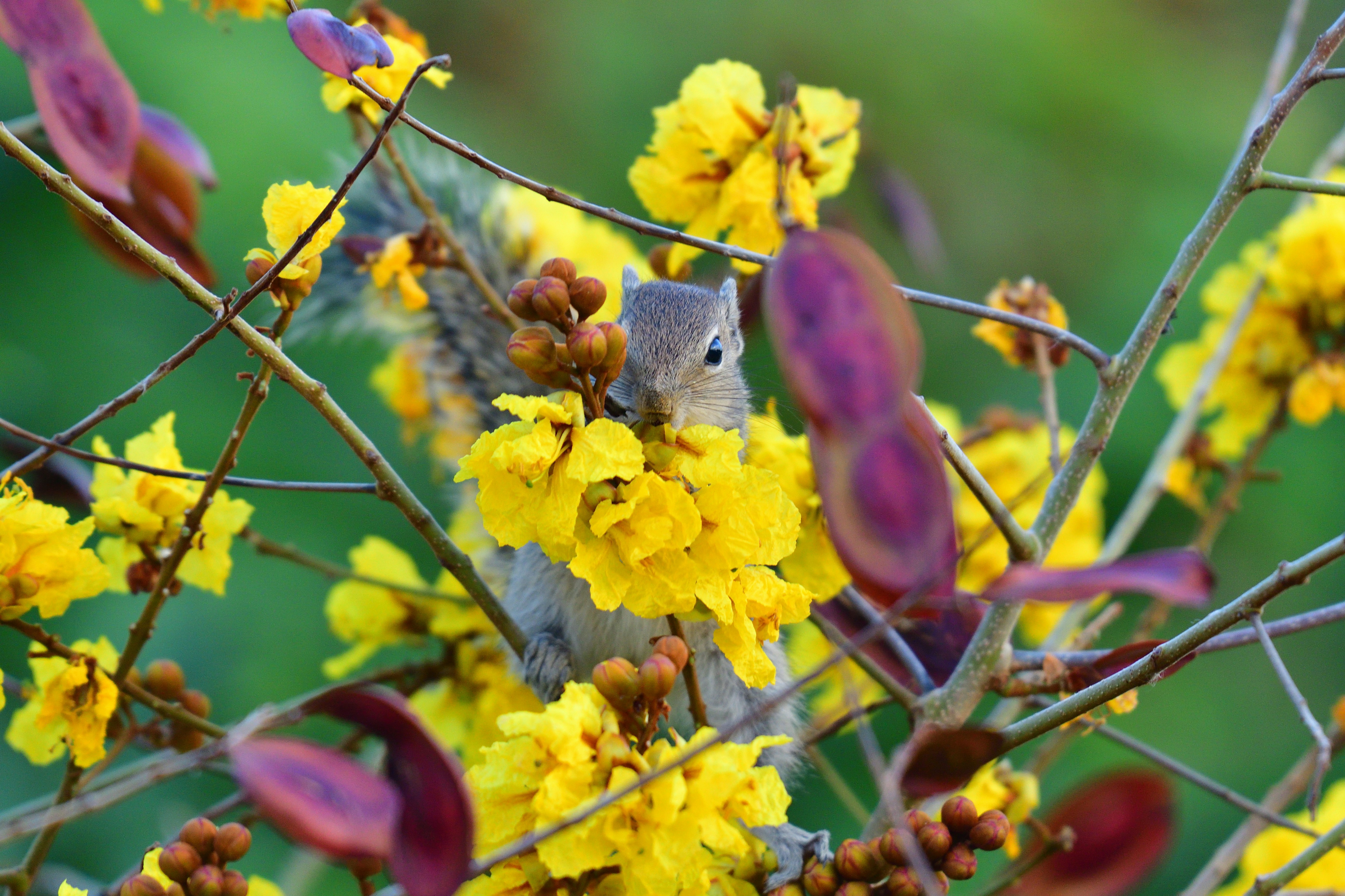 A Quiet Gray Visitor Nestled Among Golden Blossoms