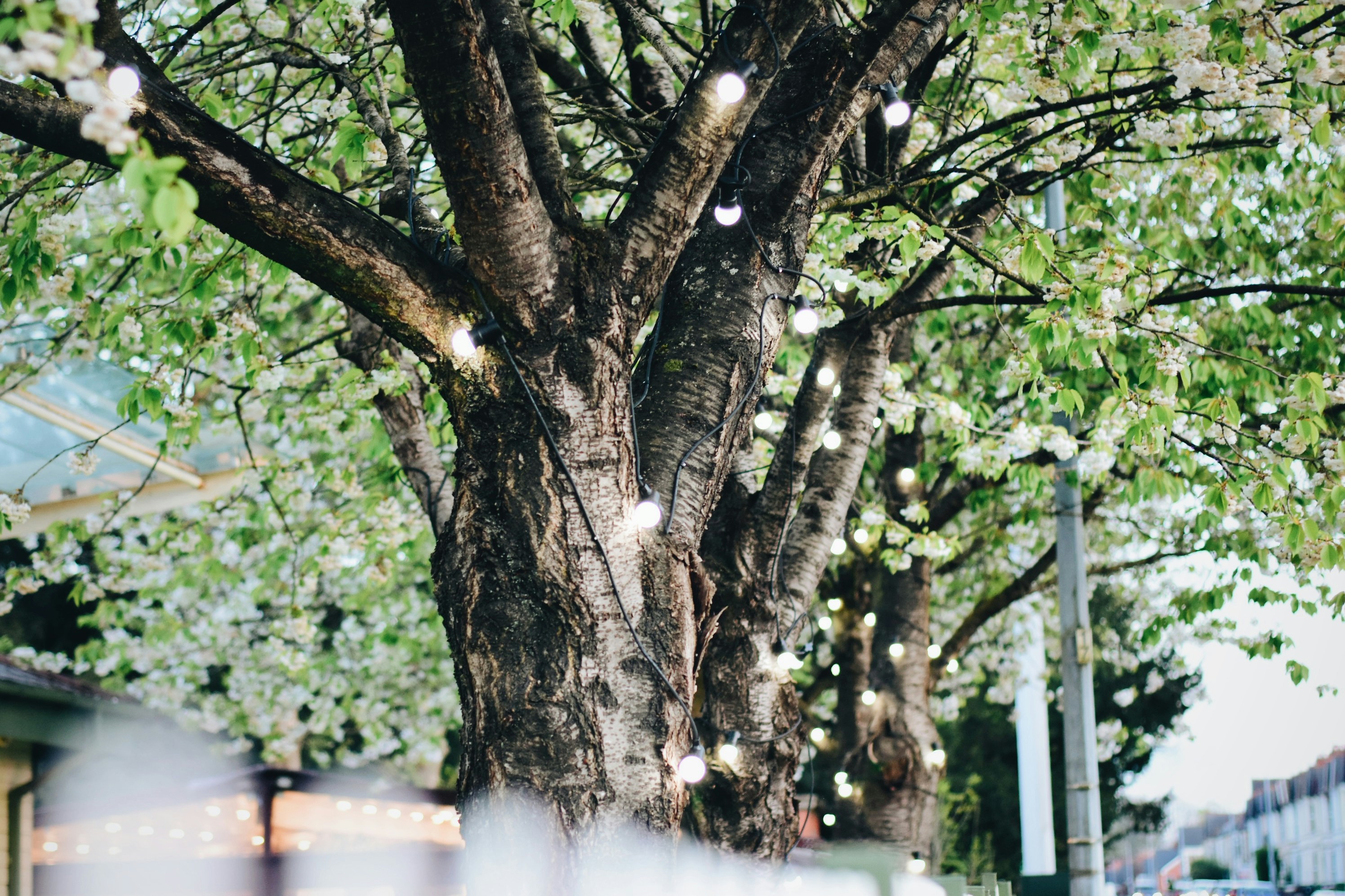 A tree adorned with delicate blossoms and twinkling lights, creating a serene atmosphere in an urban setting.