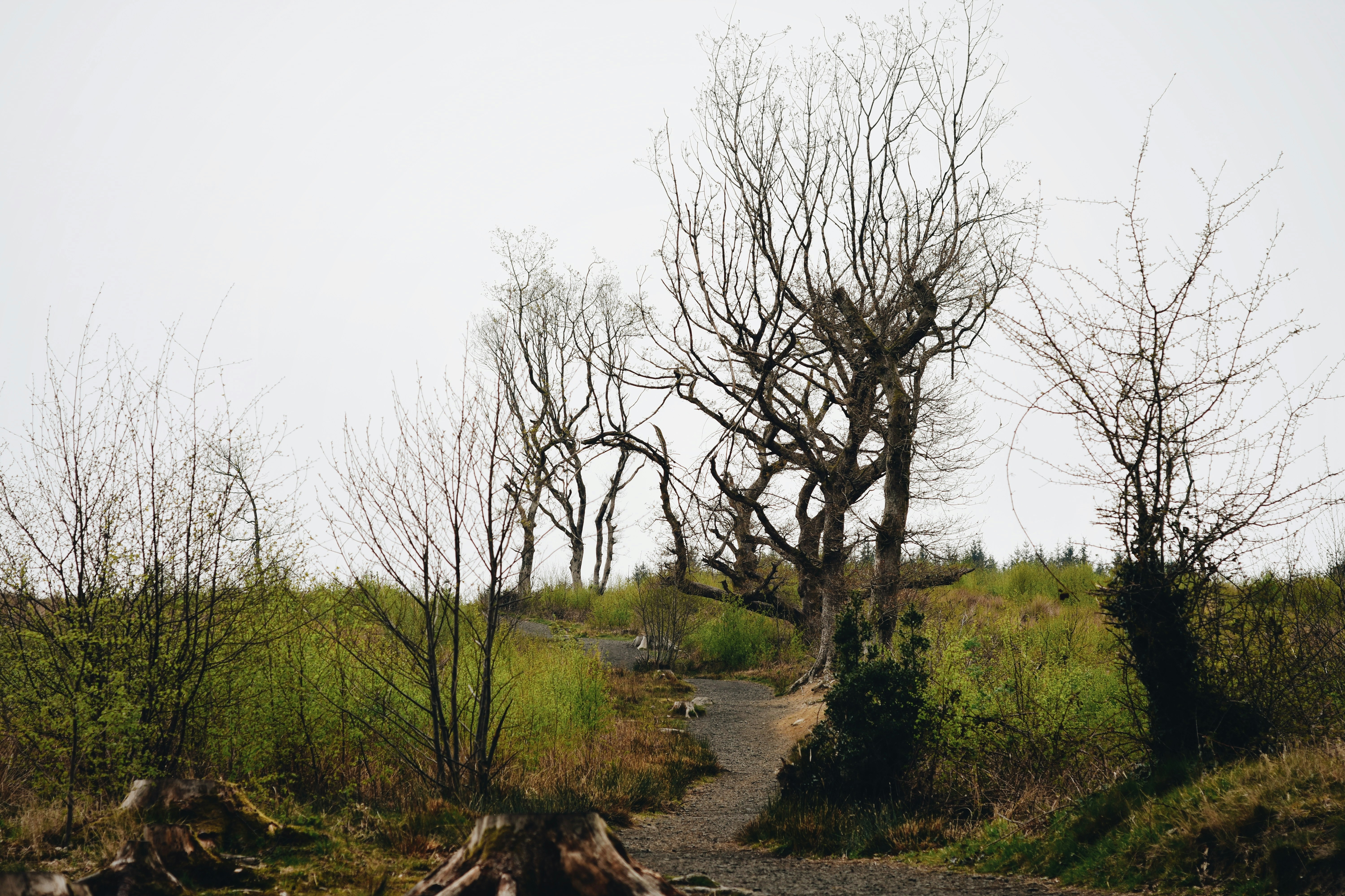 Pathway to the Gnarled Tree