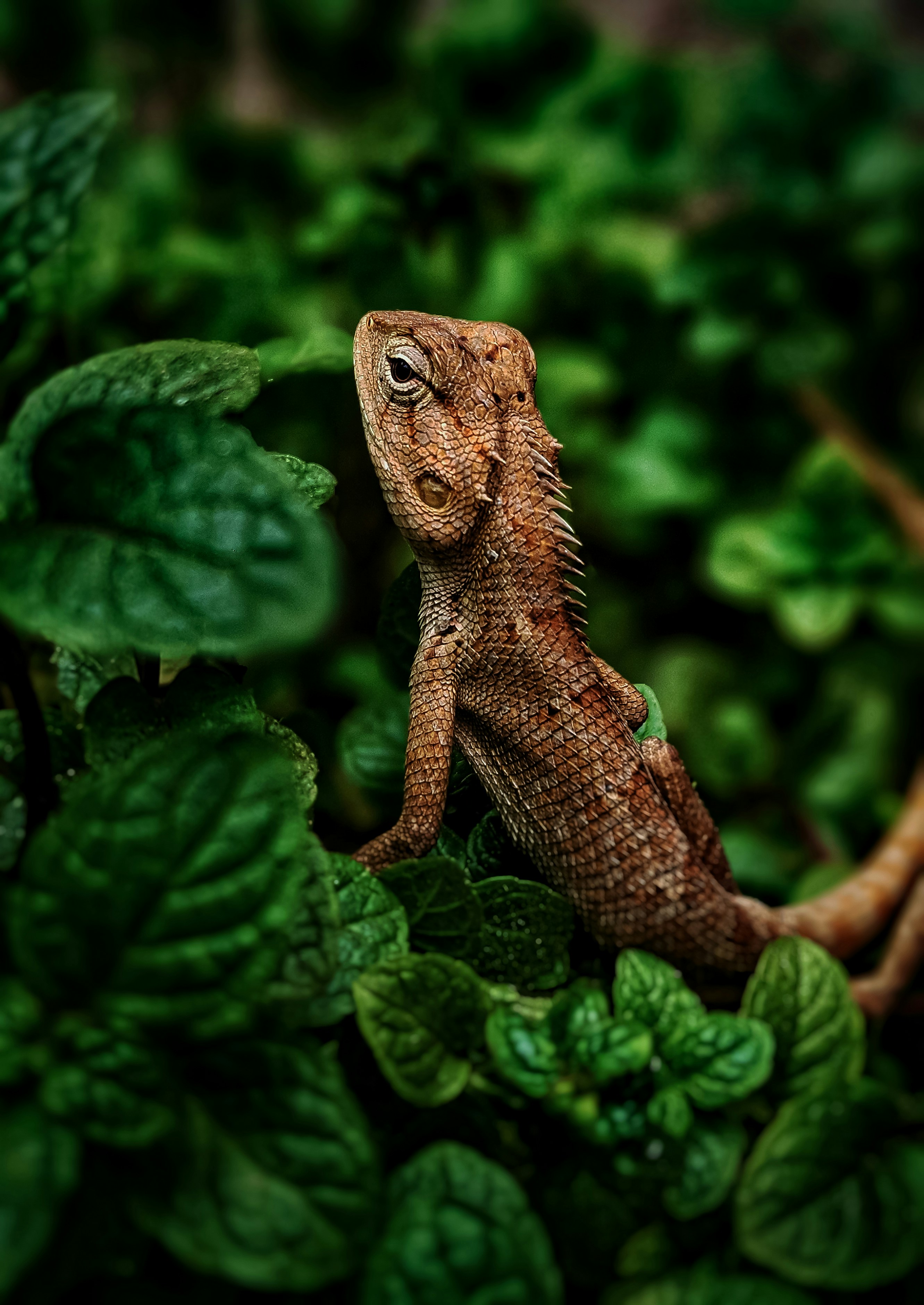 Bearded dragon perched amidst lush green leaves, showcasing its textured skin and alert demeanor.