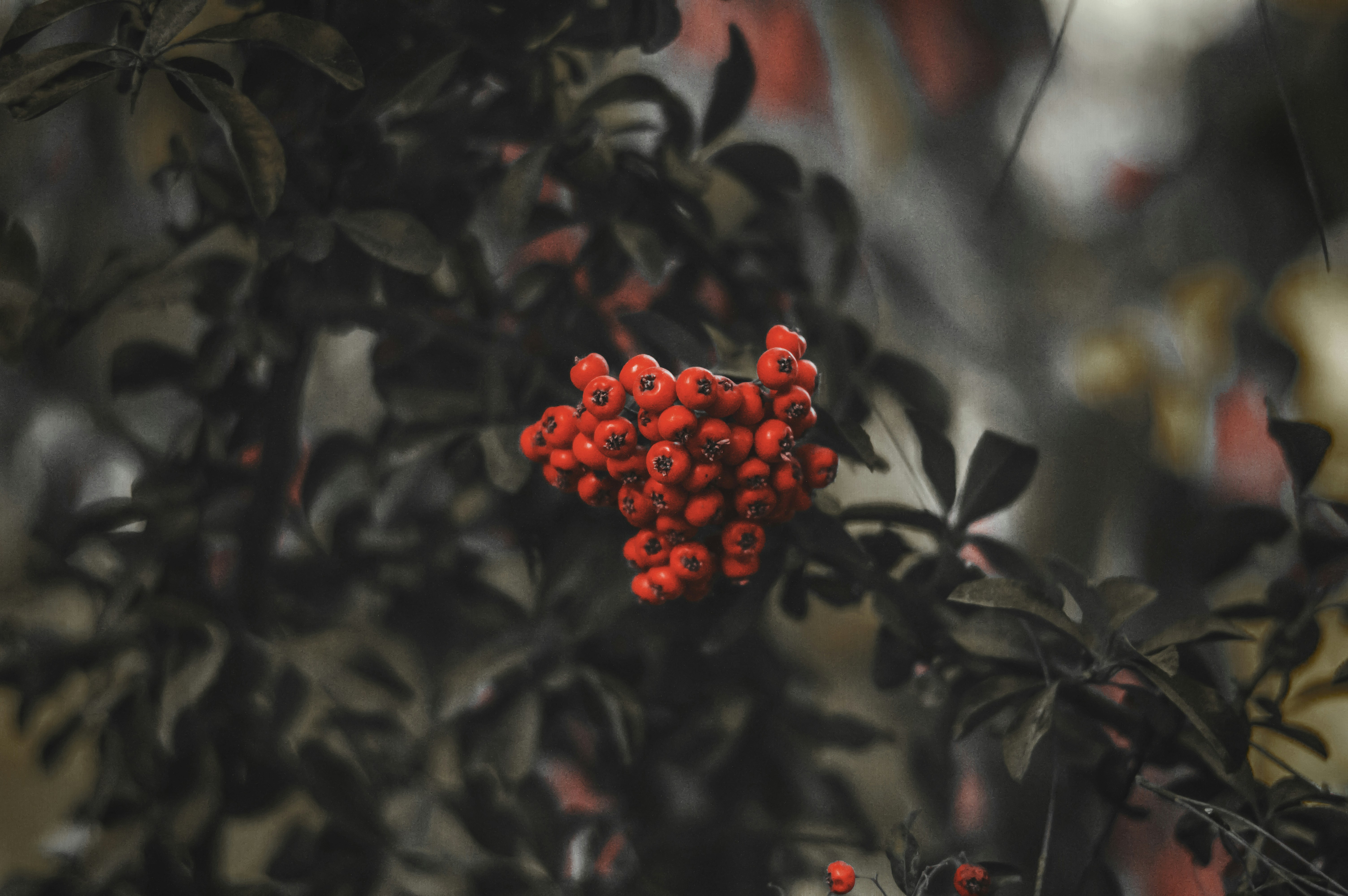 Vibrant red berries clustered together on dark foliage, creating a striking contrast in a moody setting.