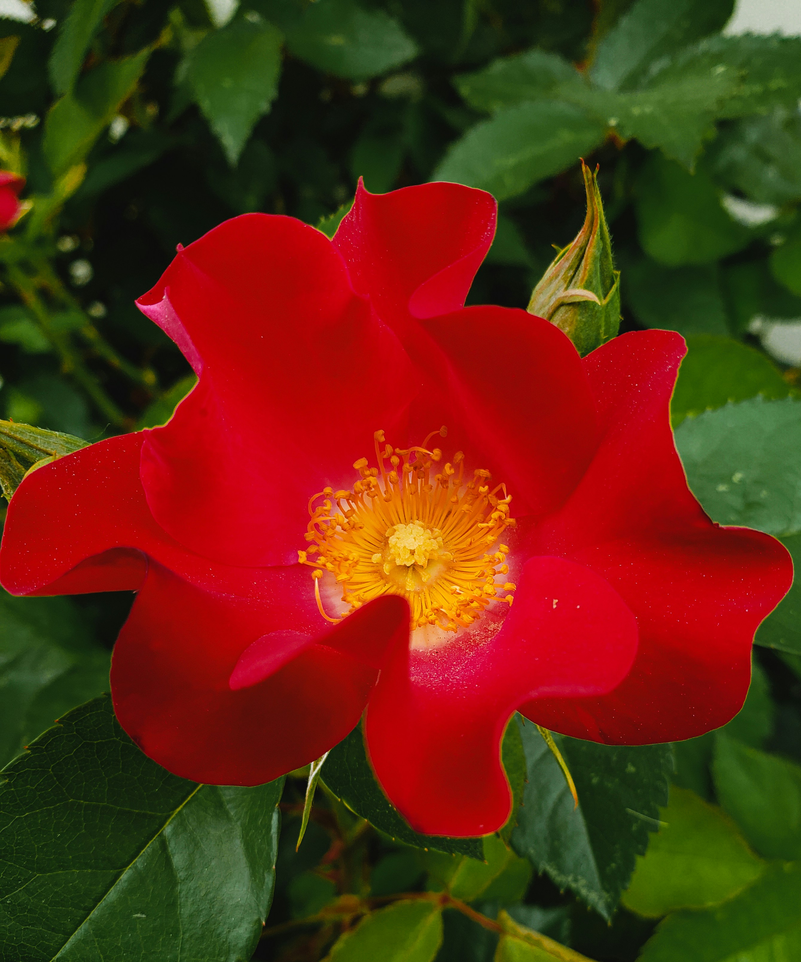 Crimson Rose: Gold-Centered Bloom Amid Emerald Leaves