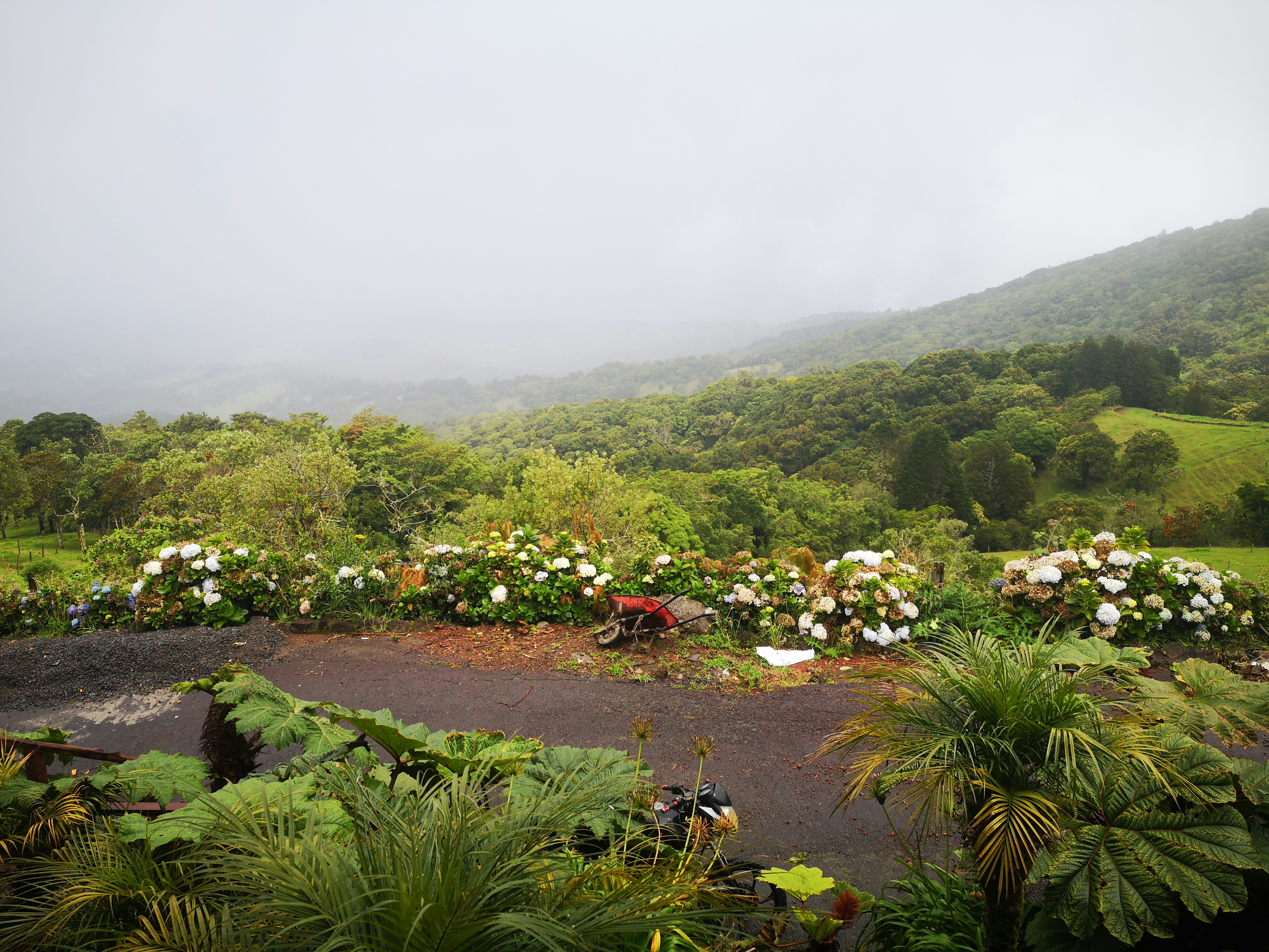 green trees and plants on mountain during daytime