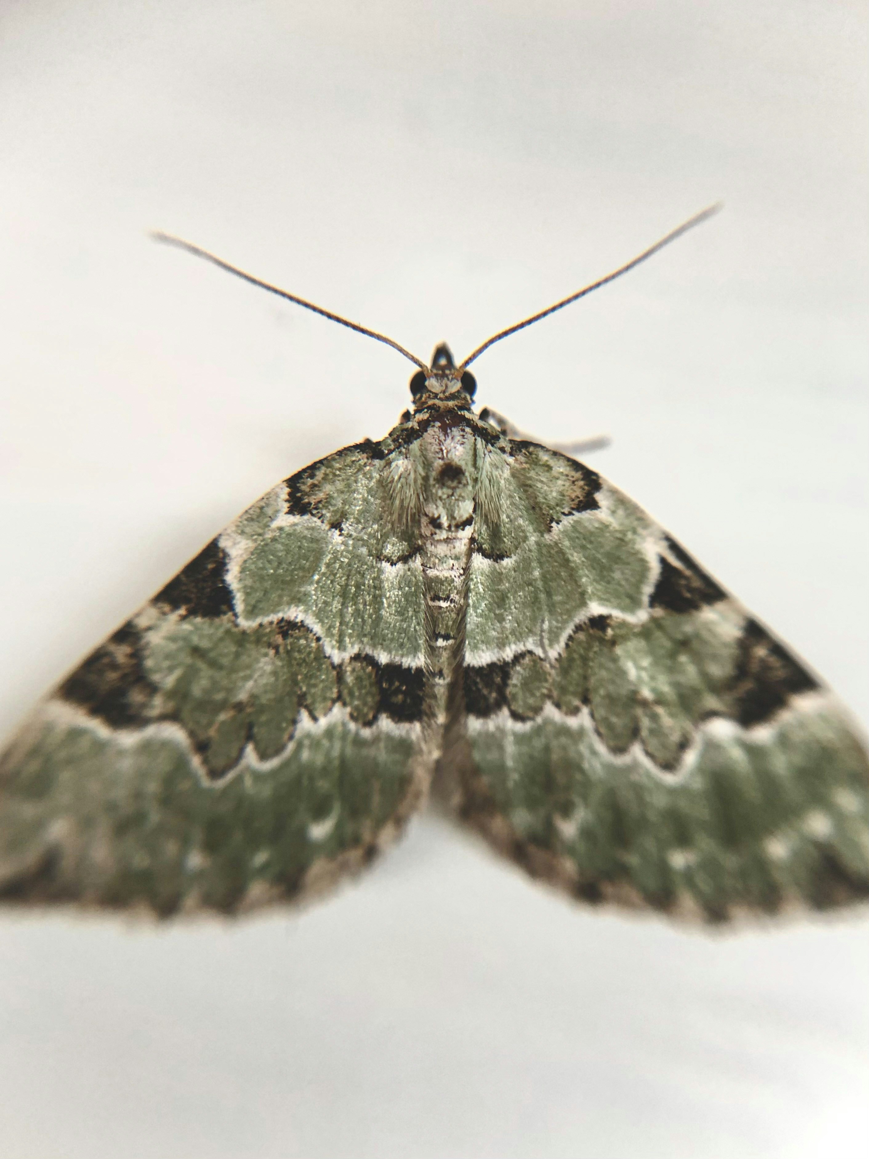 Green moth | green and black butterfly on white surface