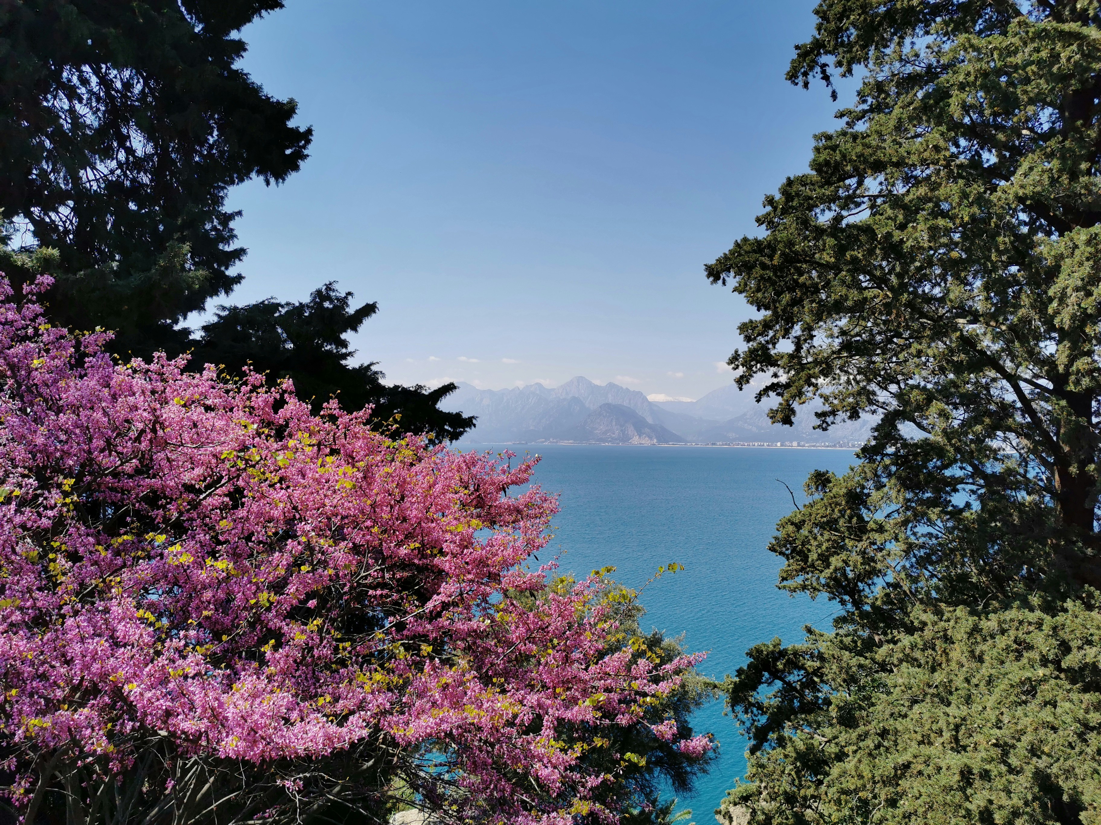Pink Blossom Foreground Framing a Turquoise Lake and Snow-Capped Peaks