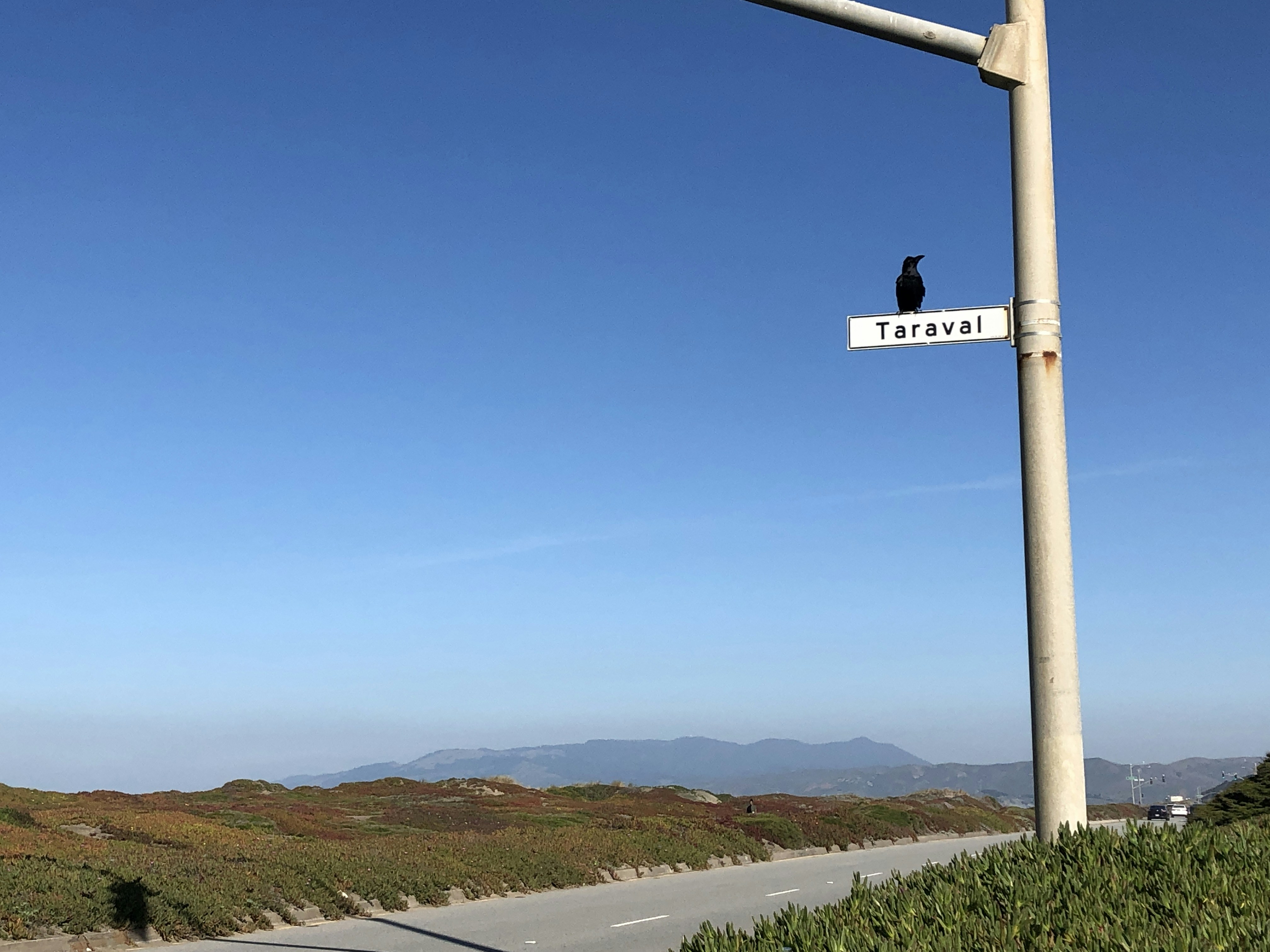 Taraval Street Sign and a Perched Bird Against a Wide Coastal Sky