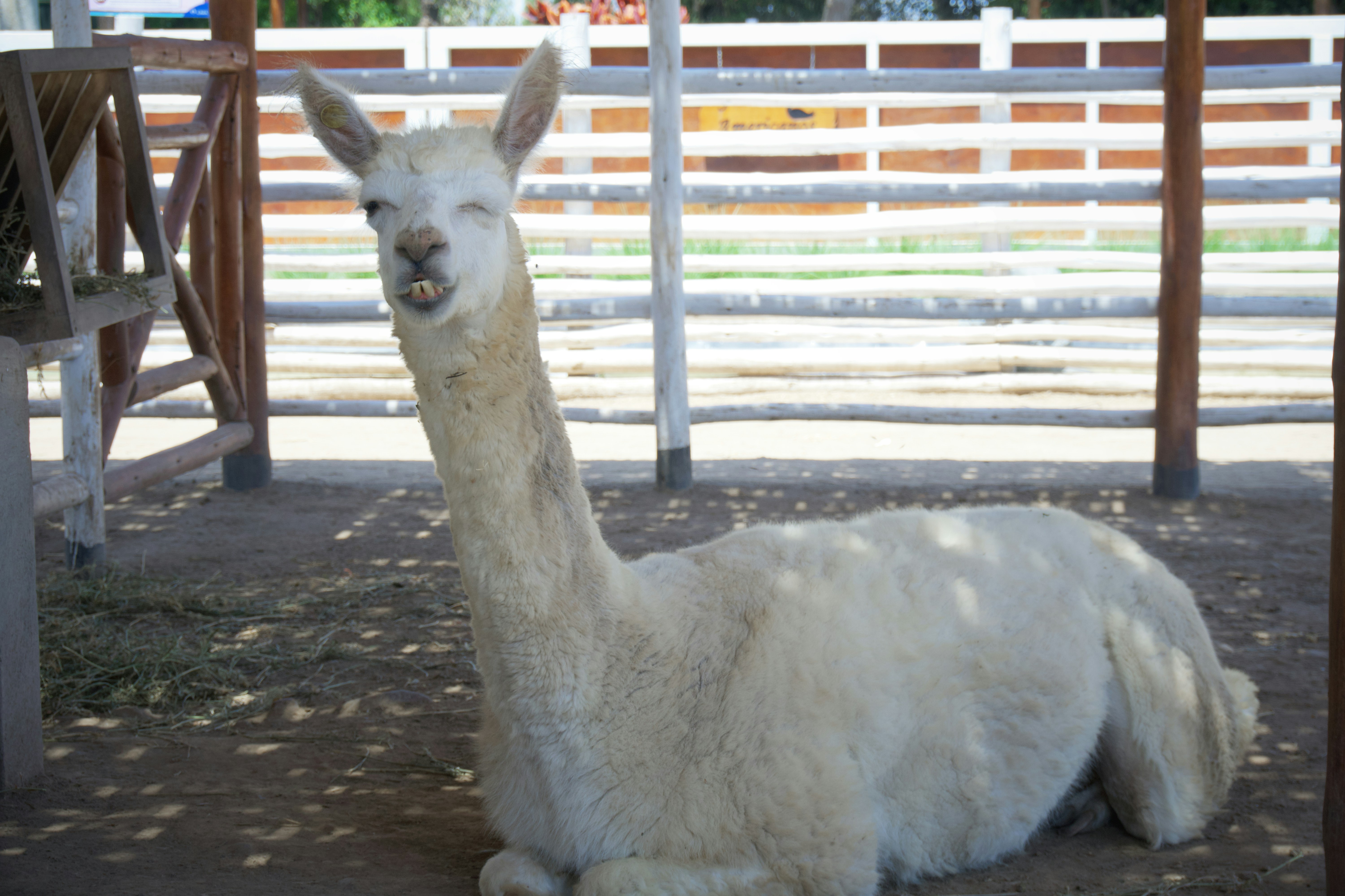 A white alpaca lounging comfortably in a barn, showcasing its unique features and relaxed demeanor.