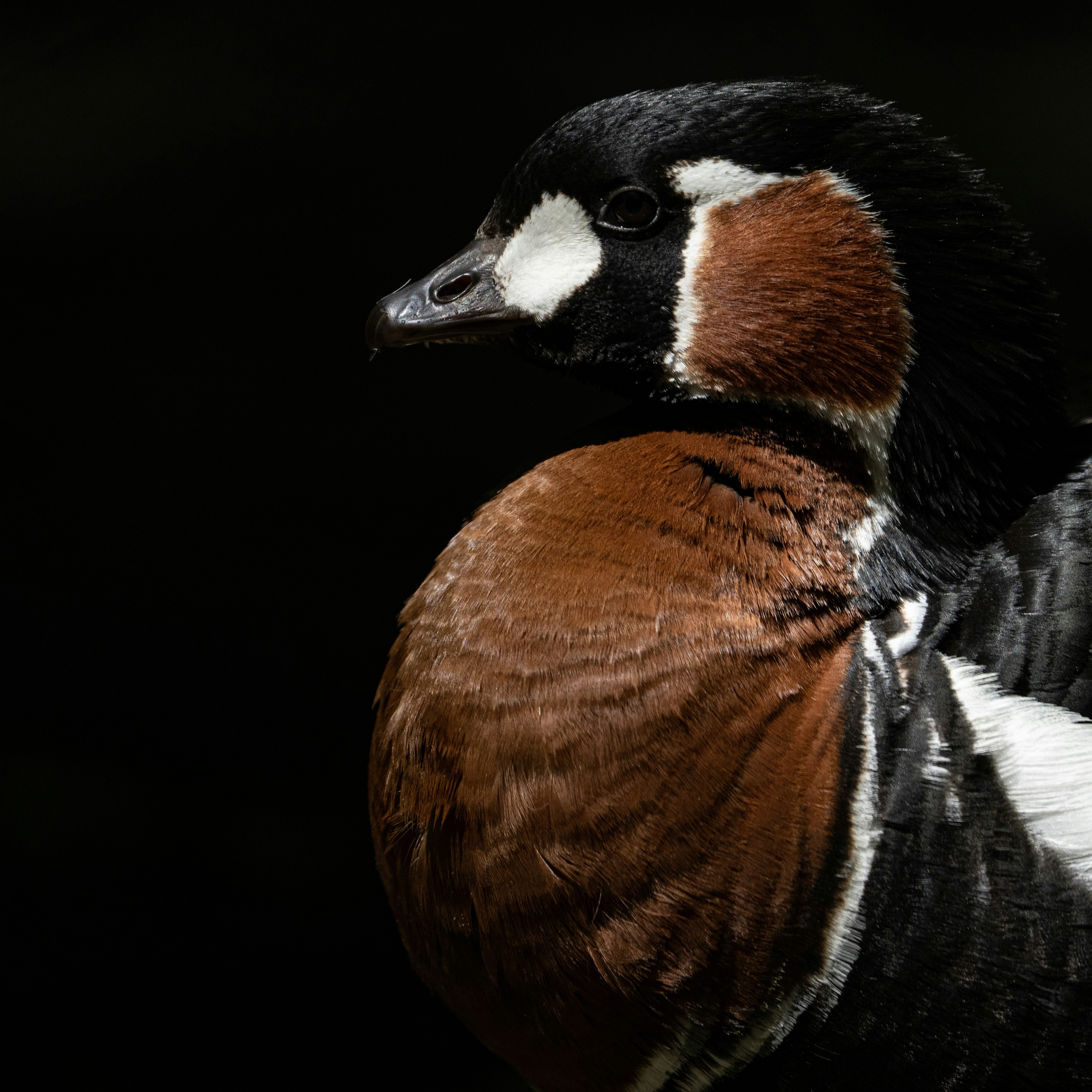 Portrait of a Red-breasted Duck in Shadowed Simplicity