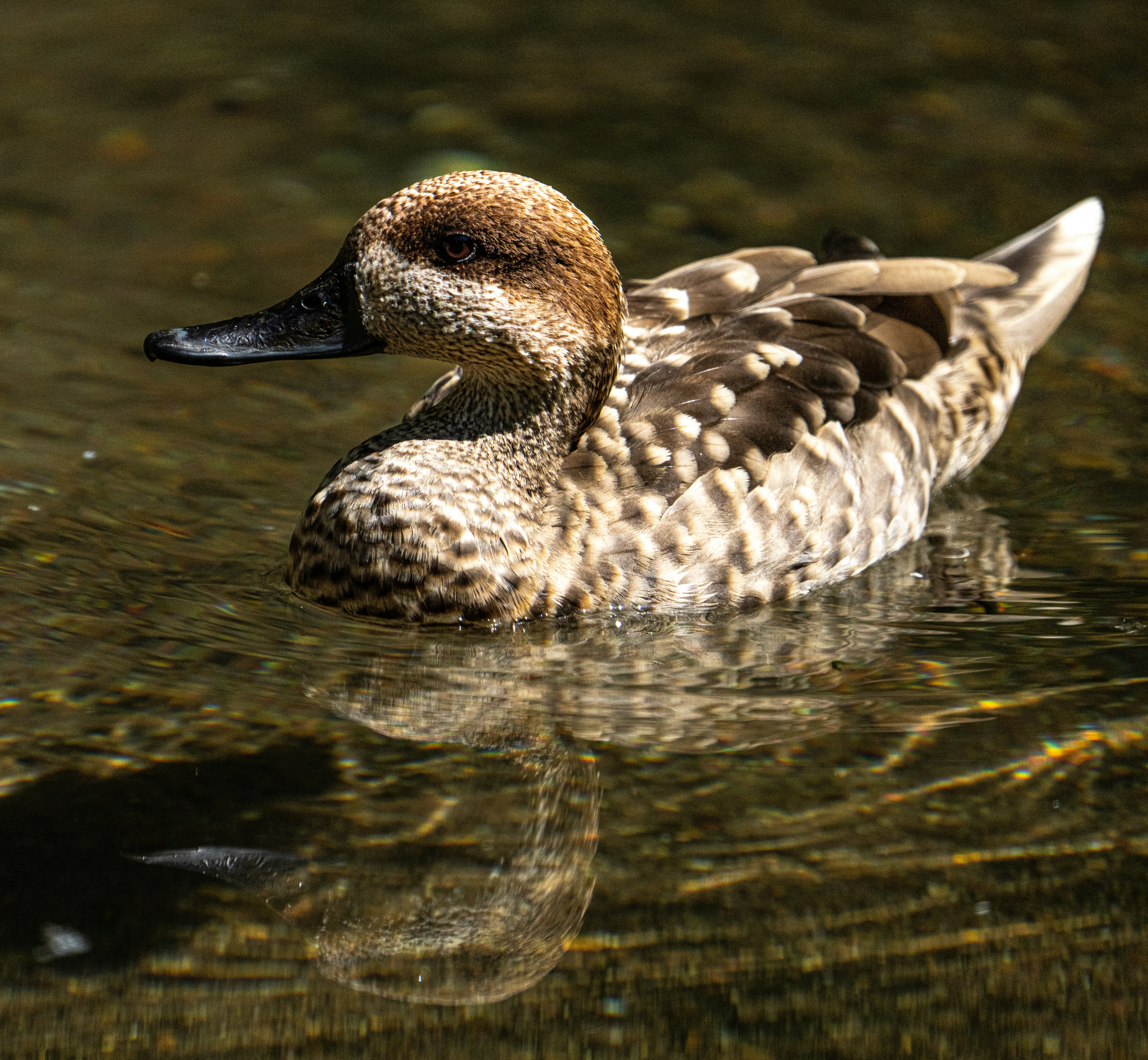 Sunlit Wader: A Duck Gliding Through Quiet Water
