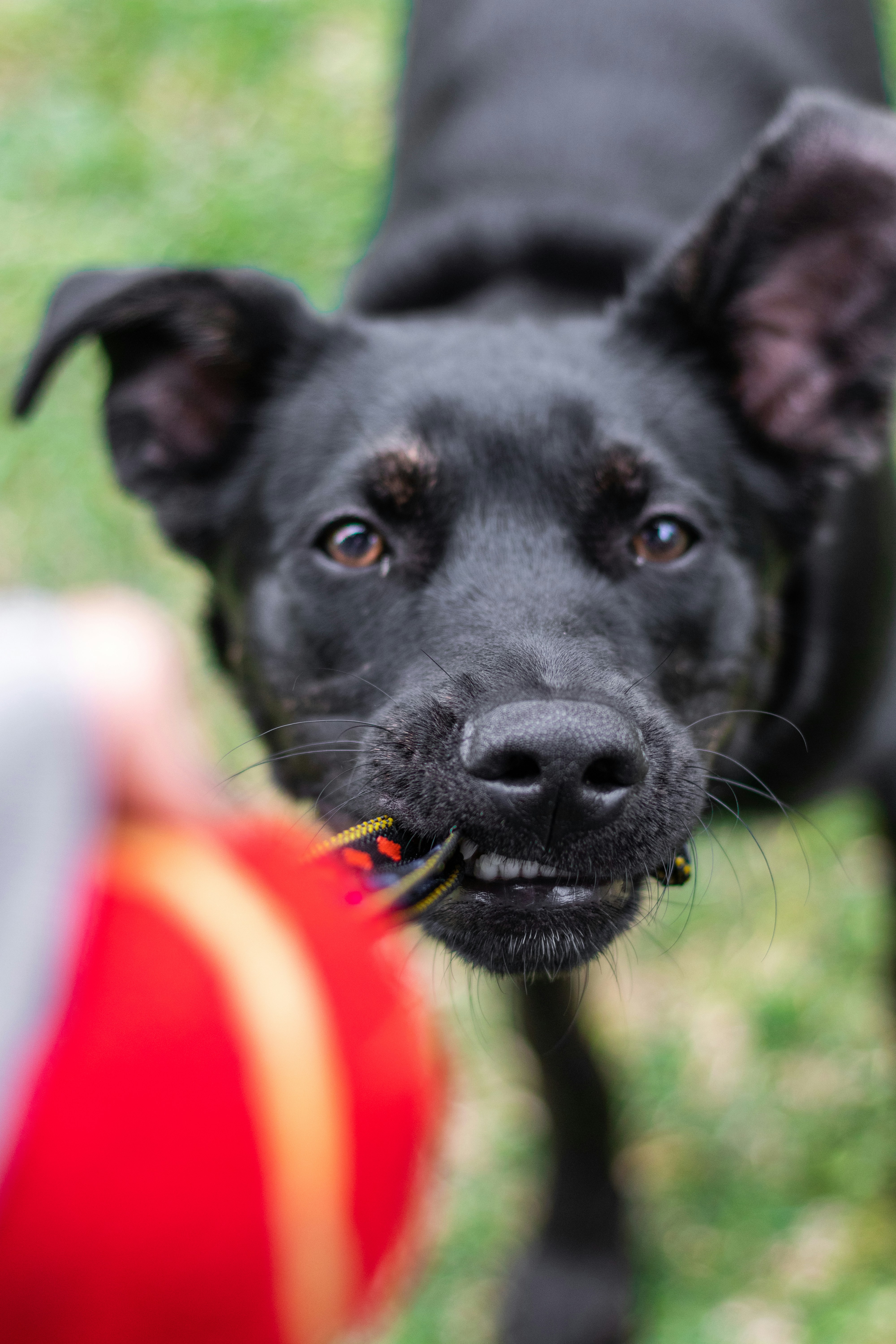 Black Labrador Retriever With Blue Eyes
