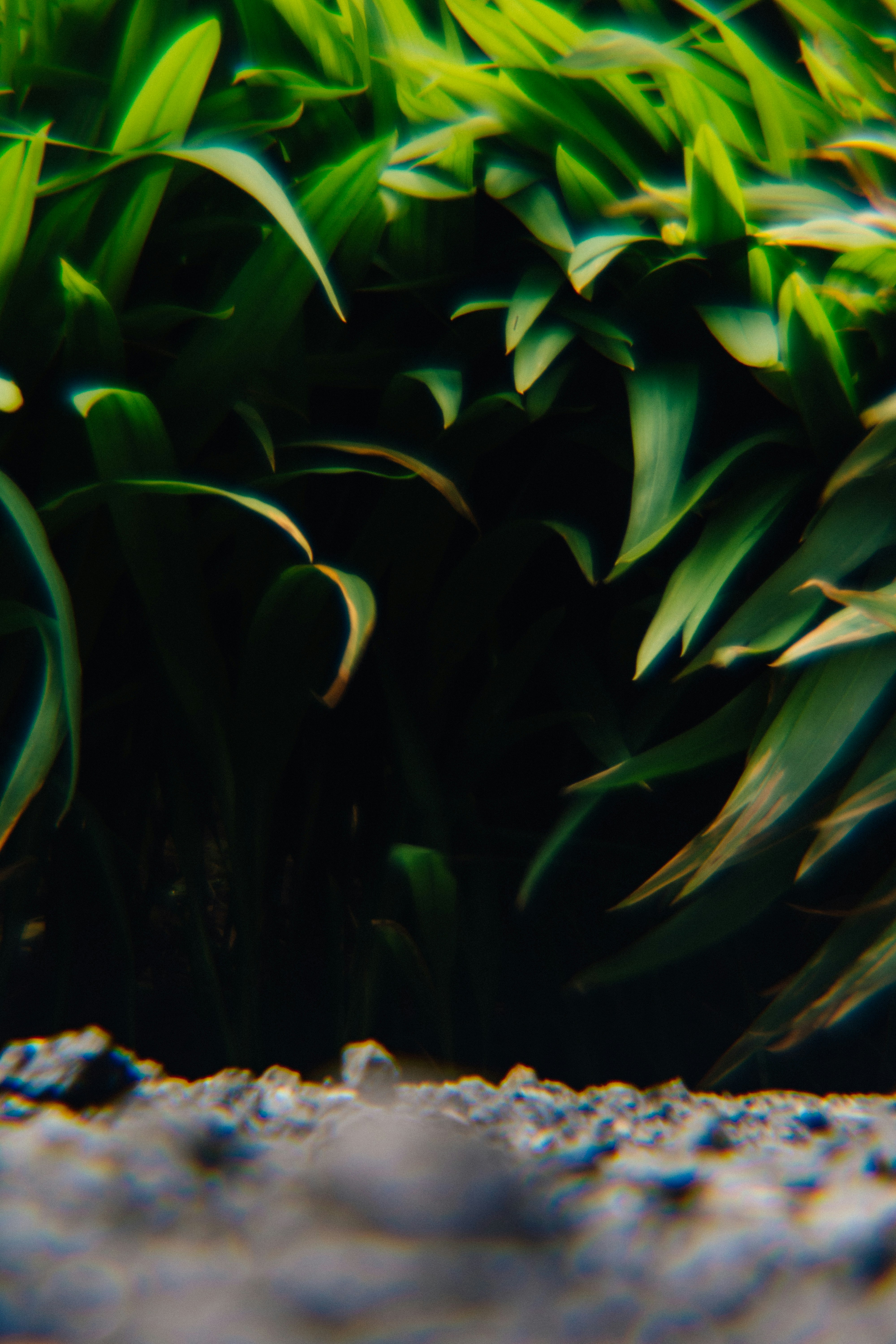 Lush green aquatic plants create a vibrant underwater scene, blending seamlessly with the gravel bed below.