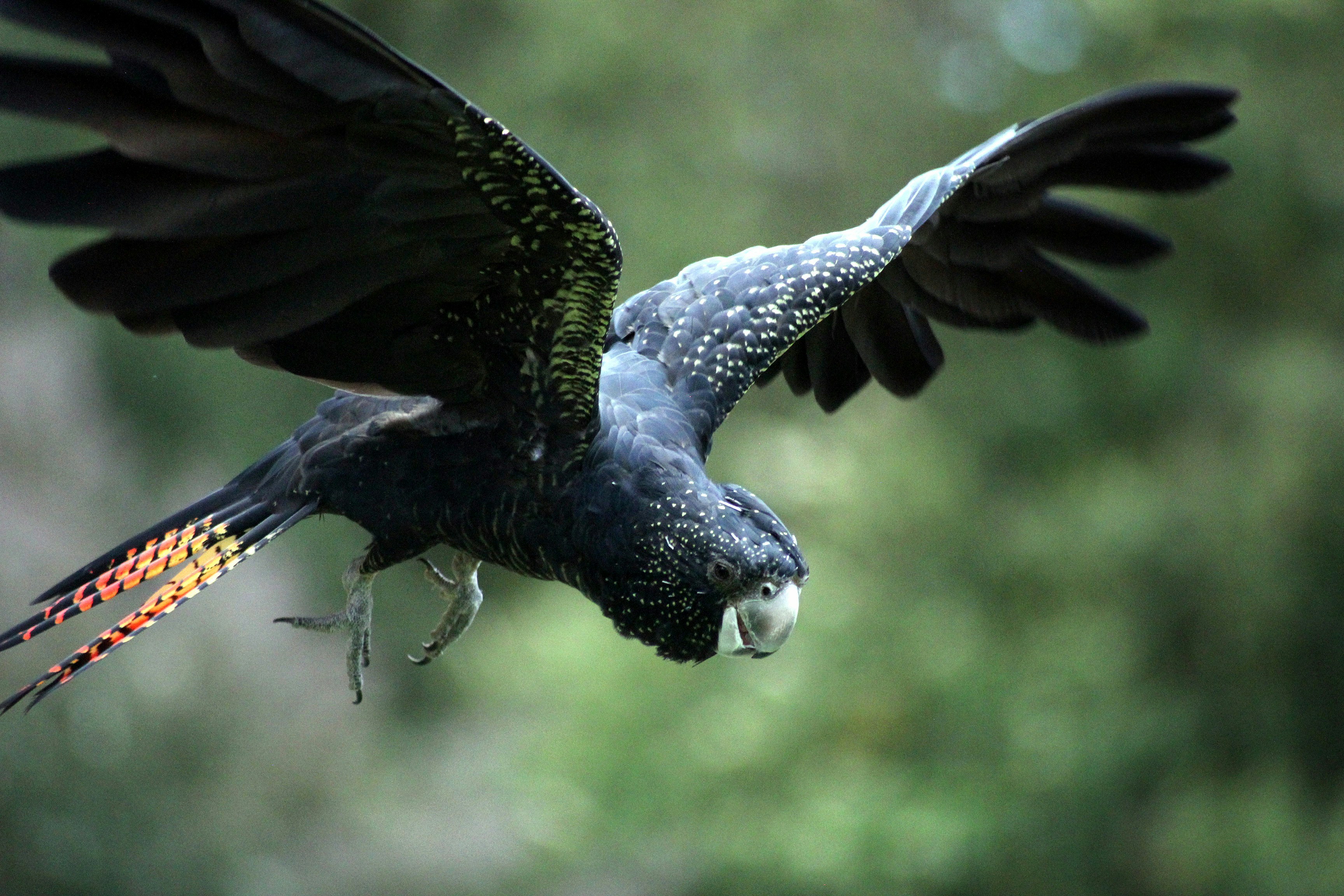 Midair Glide of a Speckled Black Parrot Above Emerald Trail