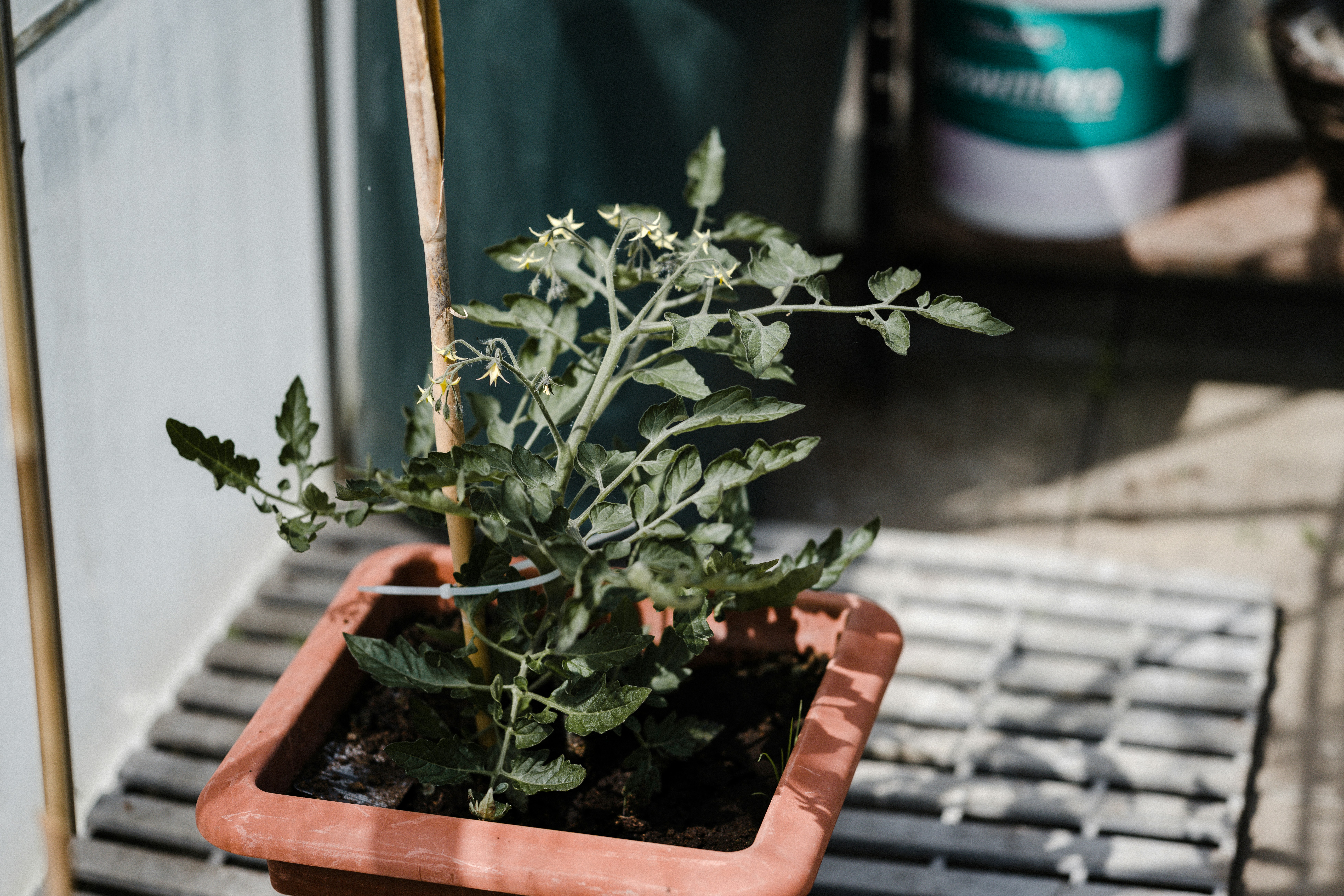 green plant on brown plastic pot