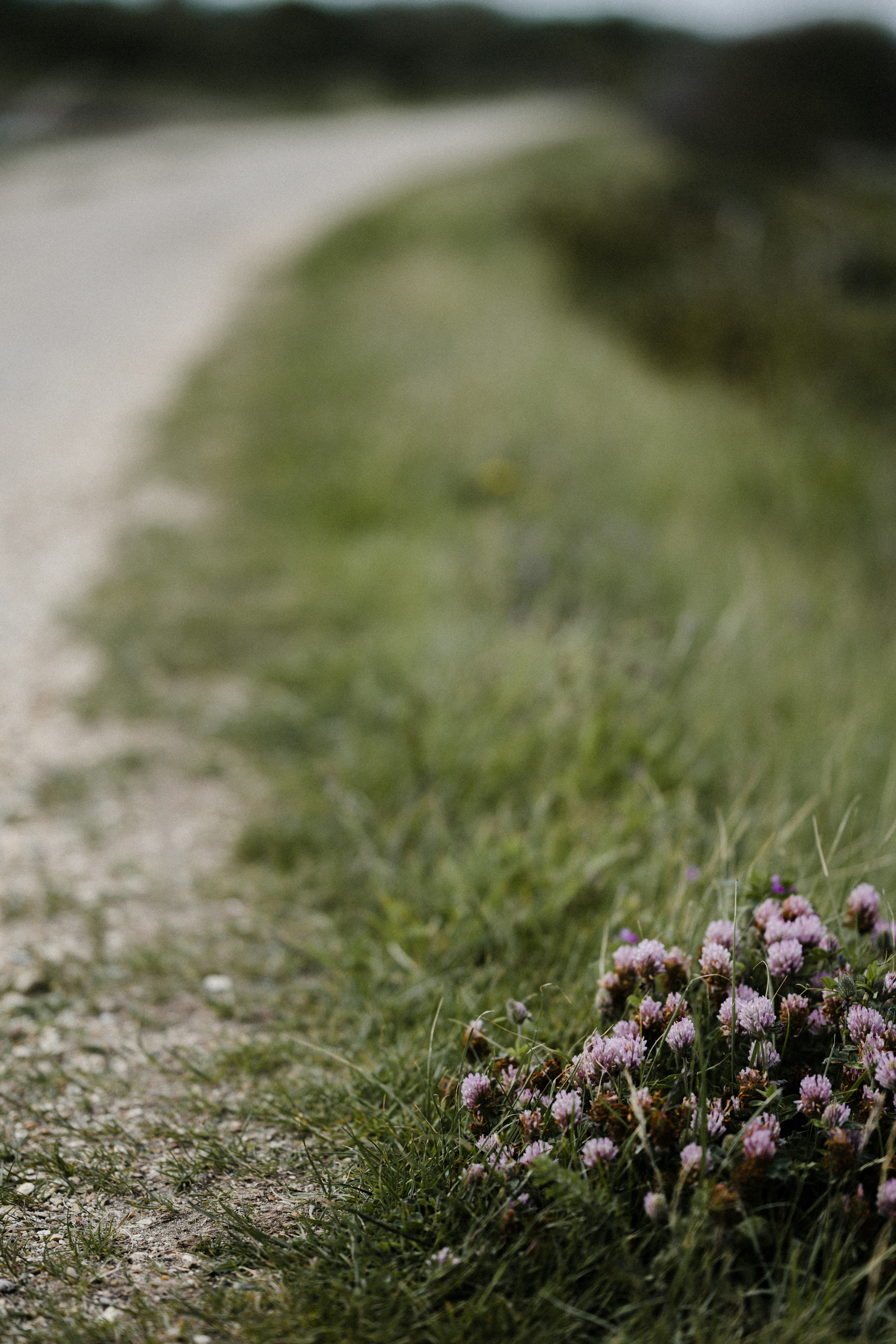 Verge Bloom Along a Gravel Path