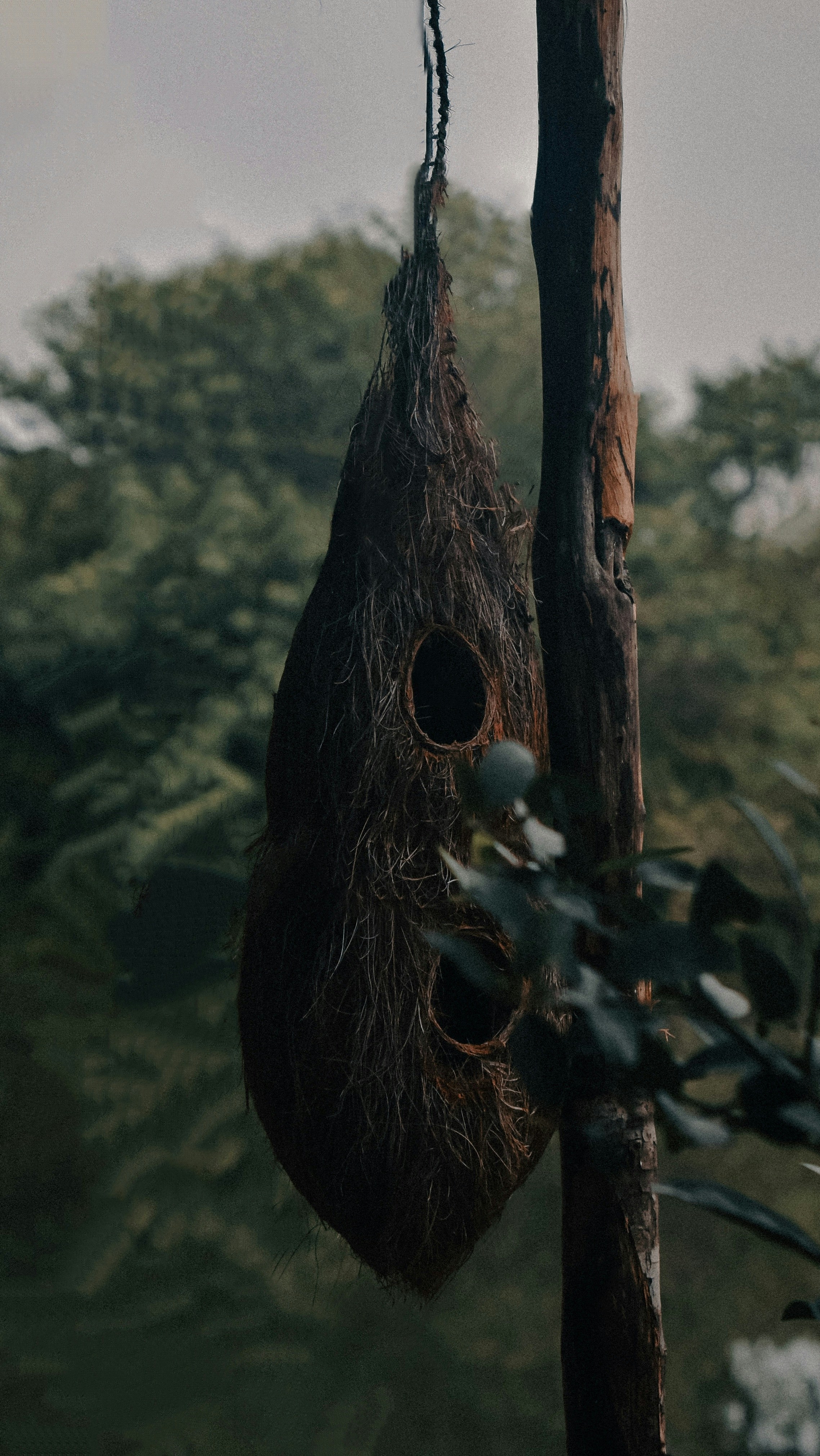 Stillness in Decay: a Coffee-Stained Nest Clings to a Weathered Pole