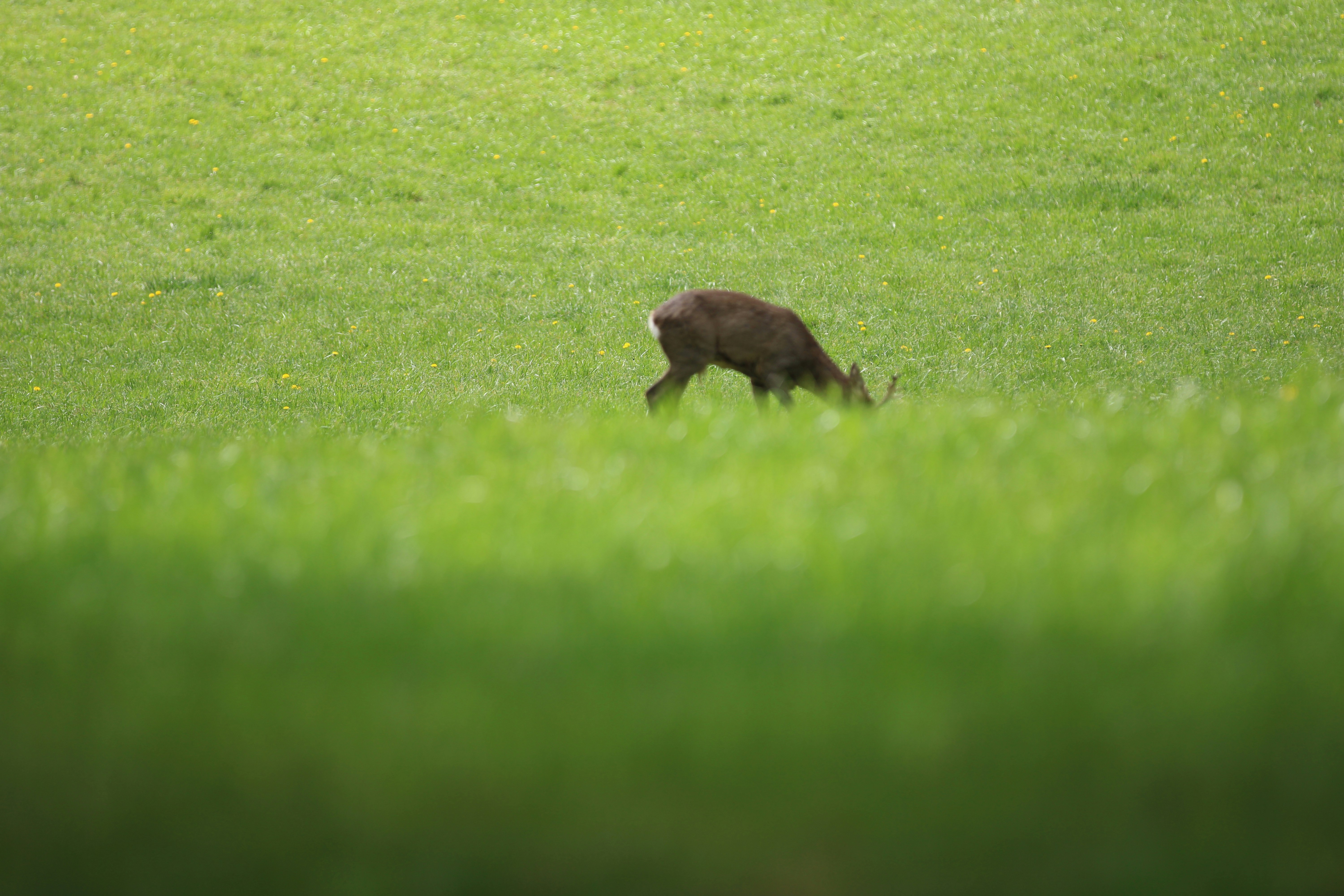A deer foraging on a vibrant green meadow, partially obscured by grass. The scene captures the tranquility of nature.