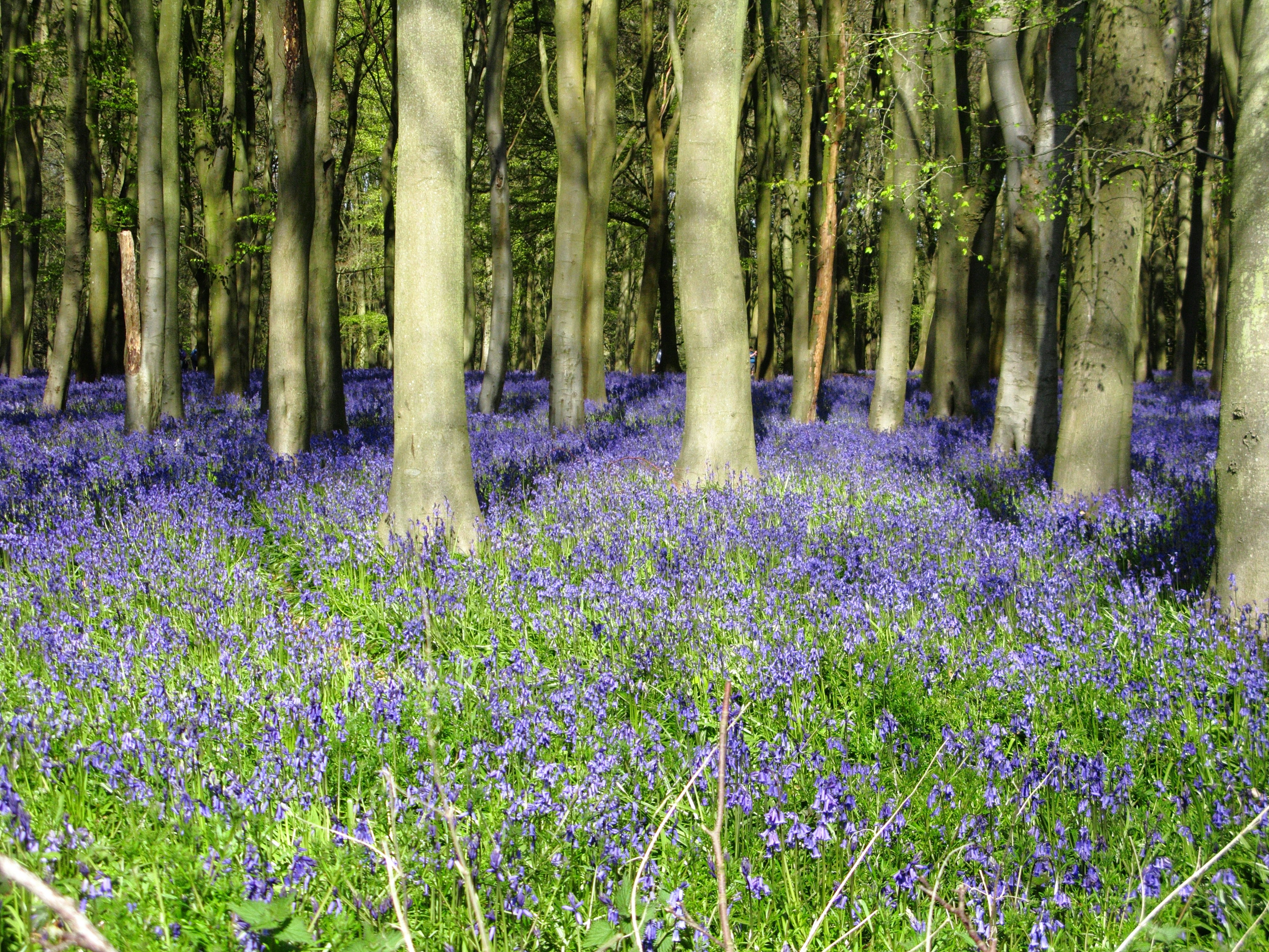 Bluebells among the trees | a forest filled with lots of blue flowers