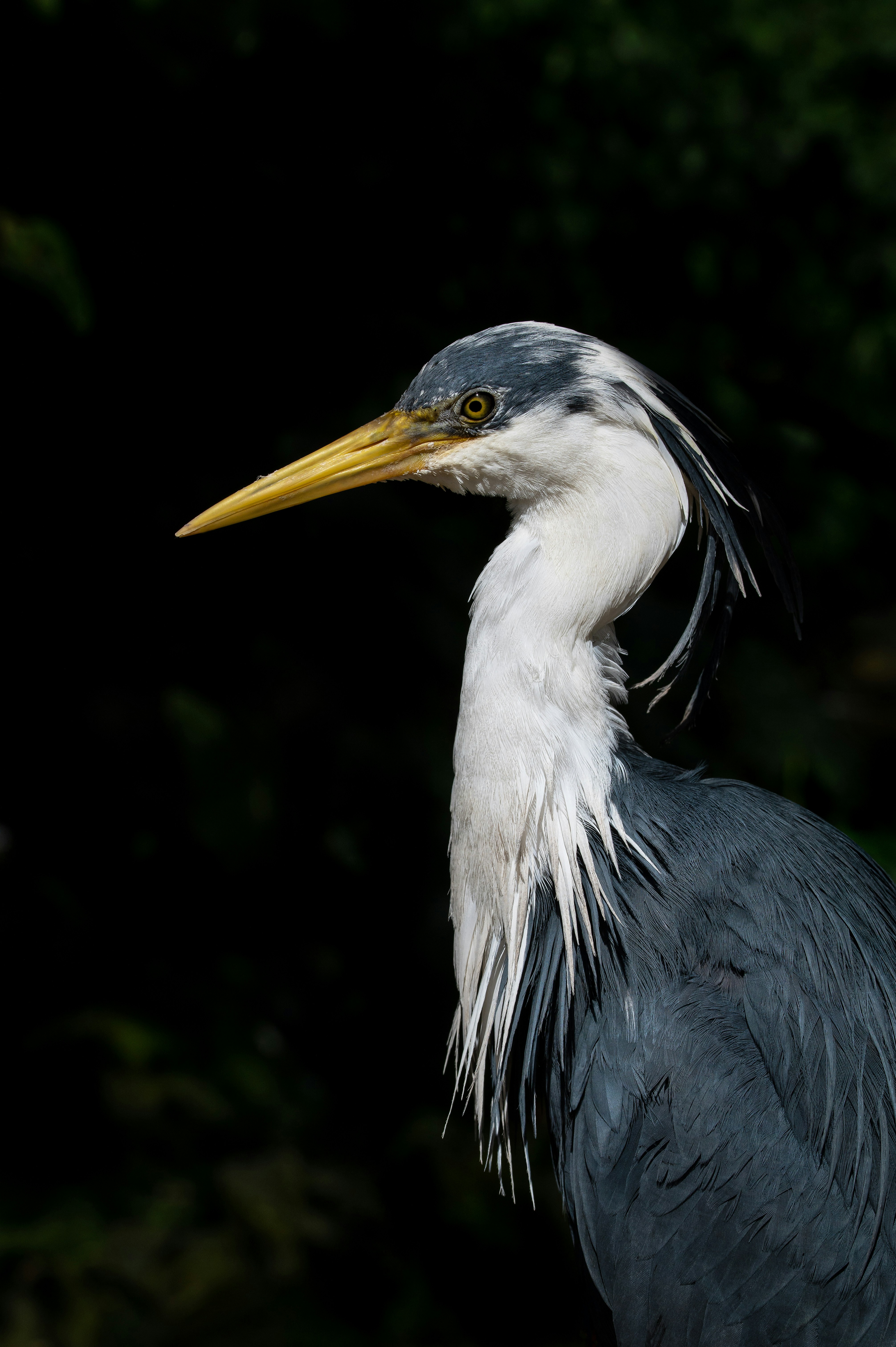 A close up of a bird with a long neck photo – Free Birdworld kuranda ...