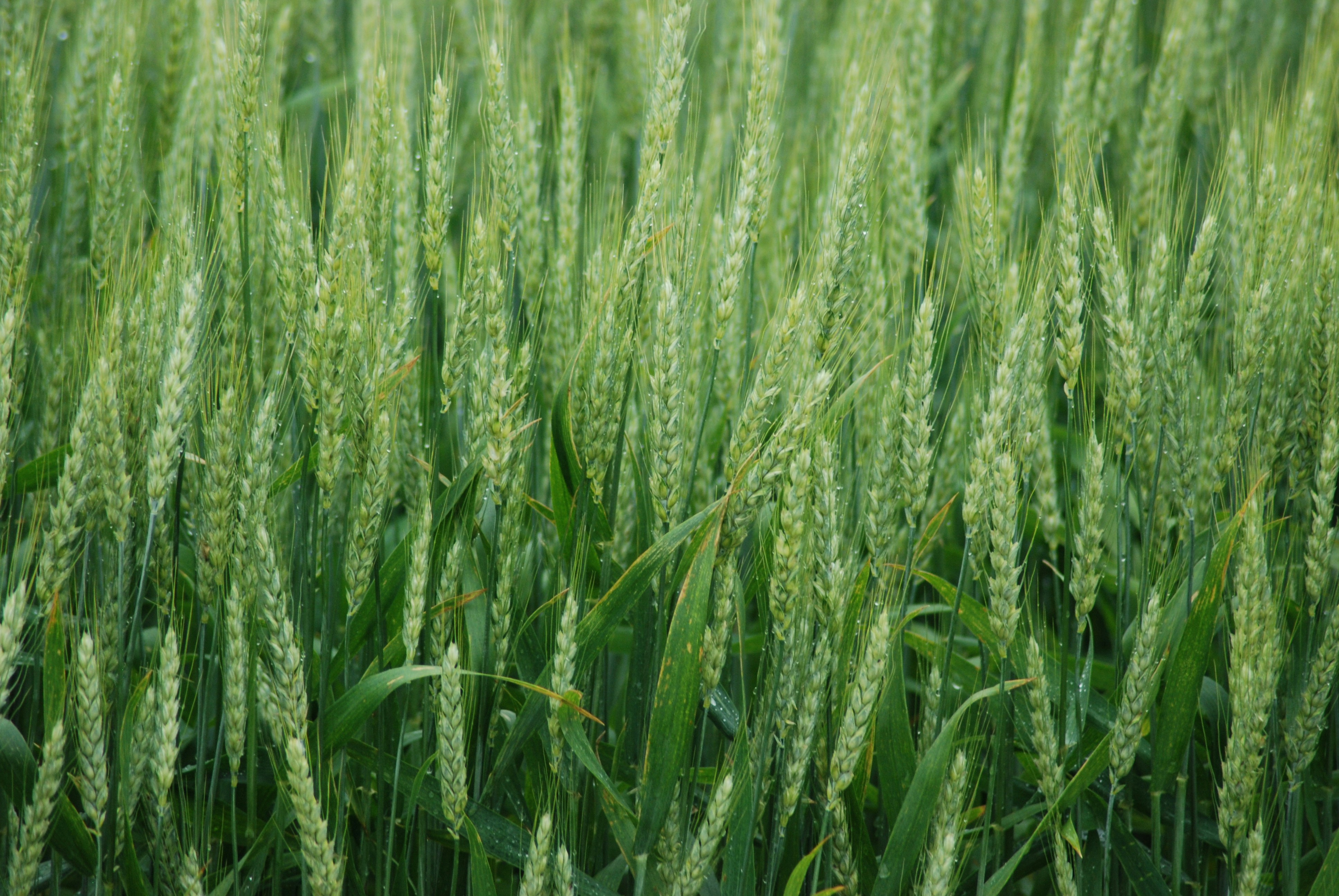 Campo de trigo verde durante el día foto – Imagen de Verde gratuita en ...