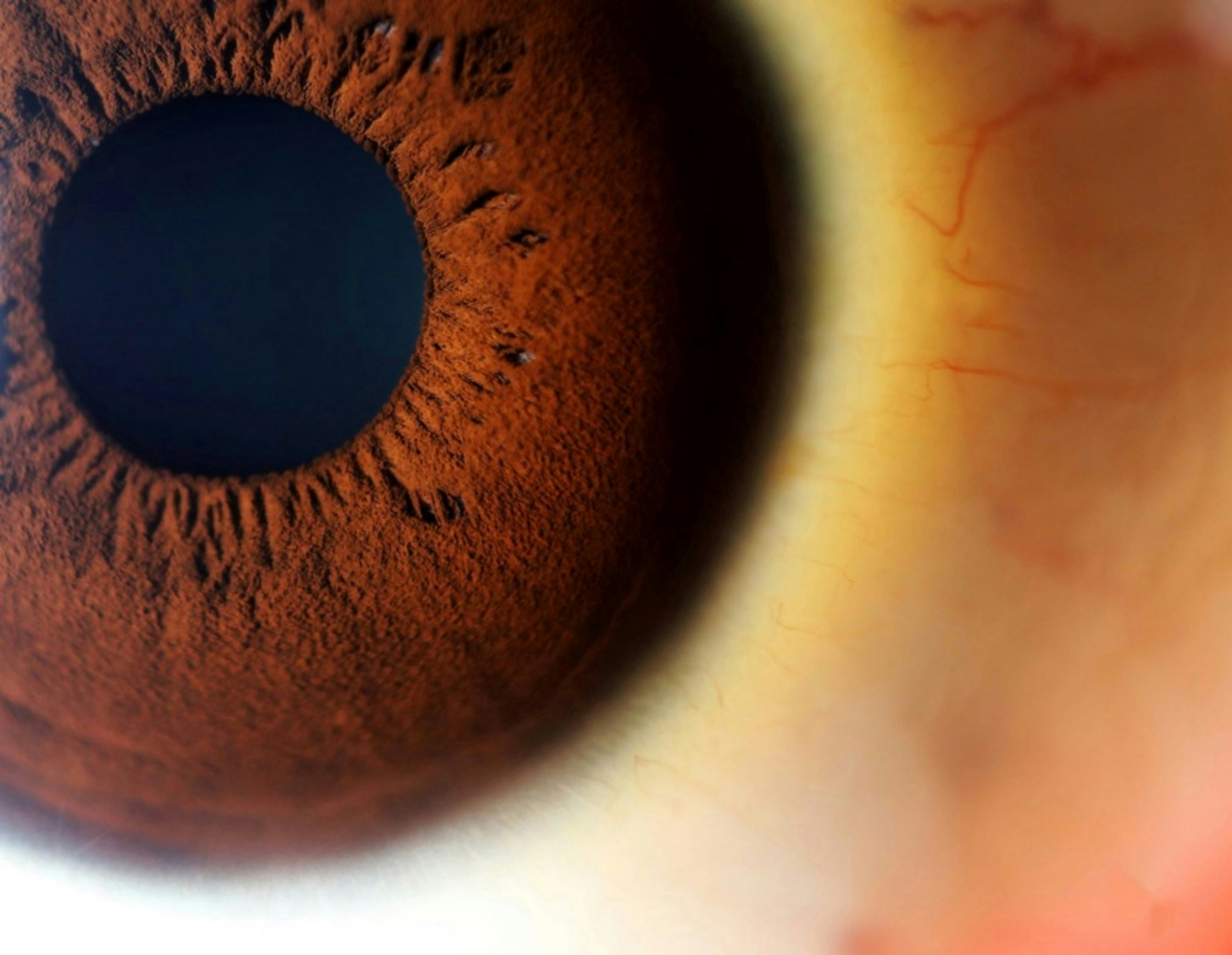 A close up view of a human eye photo – Free Eye Image on Unsplash