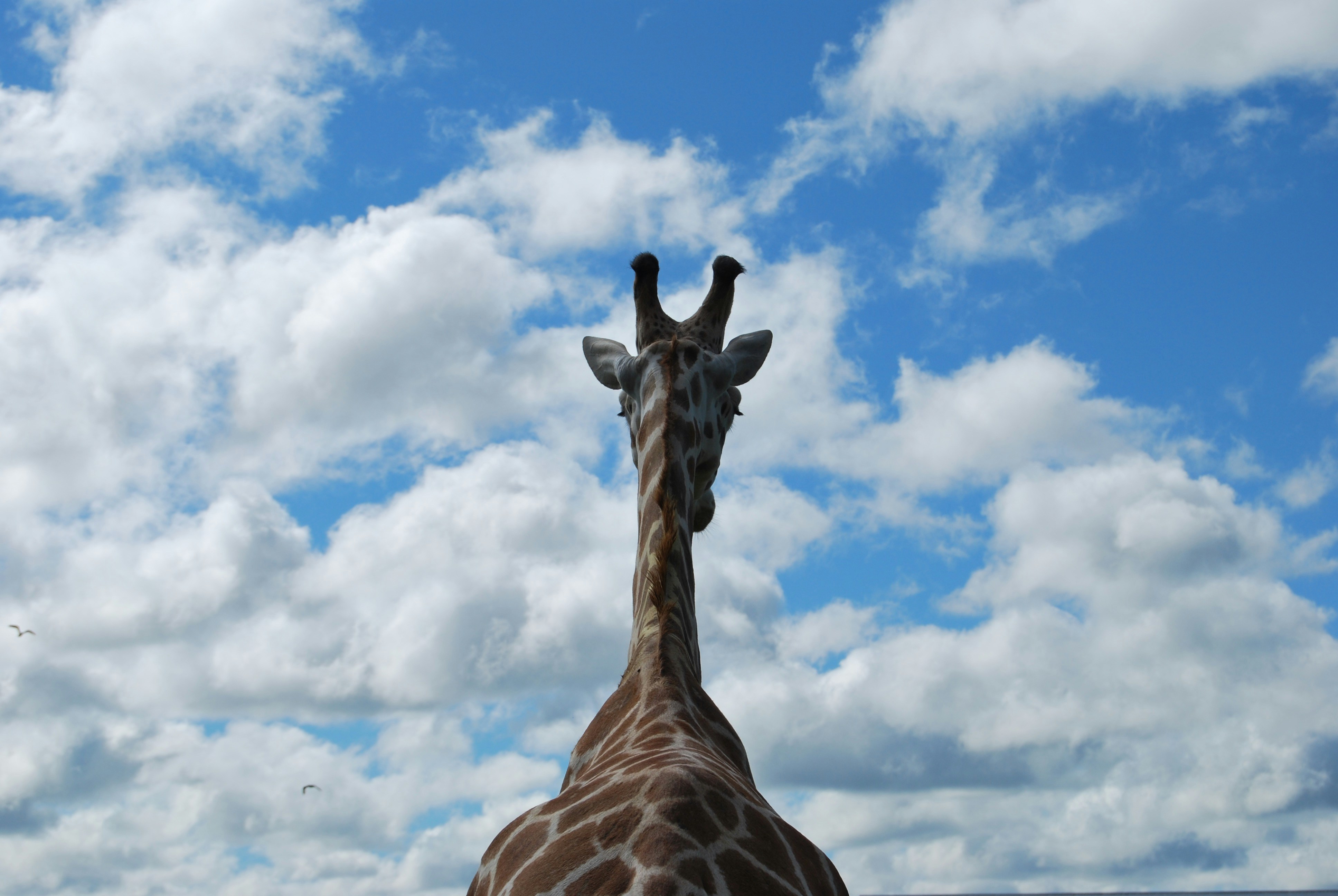 Giraffe seen from behind against a backdrop of blue sky and fluffy clouds.