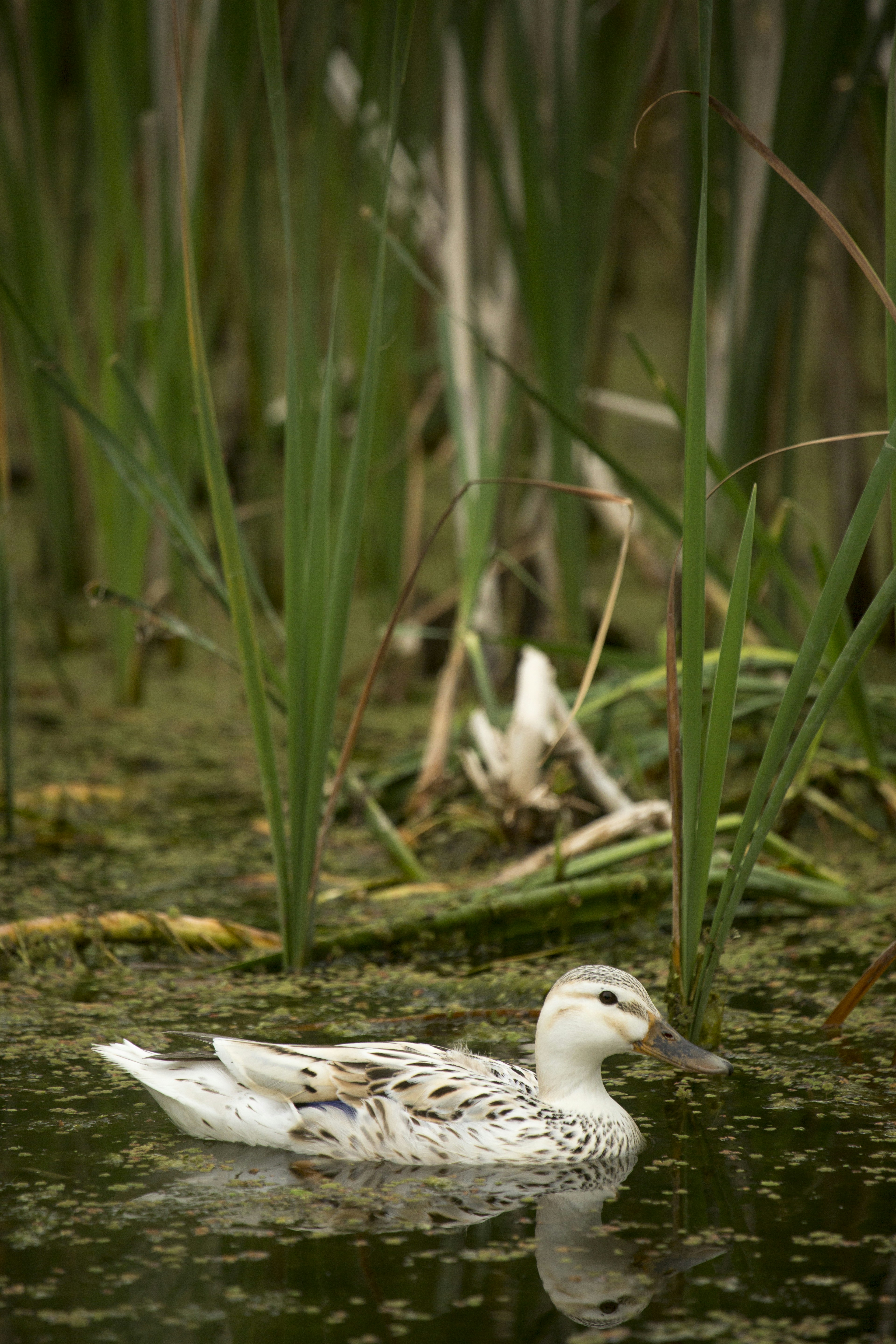 Pretty little white colourway female mallard duck, England