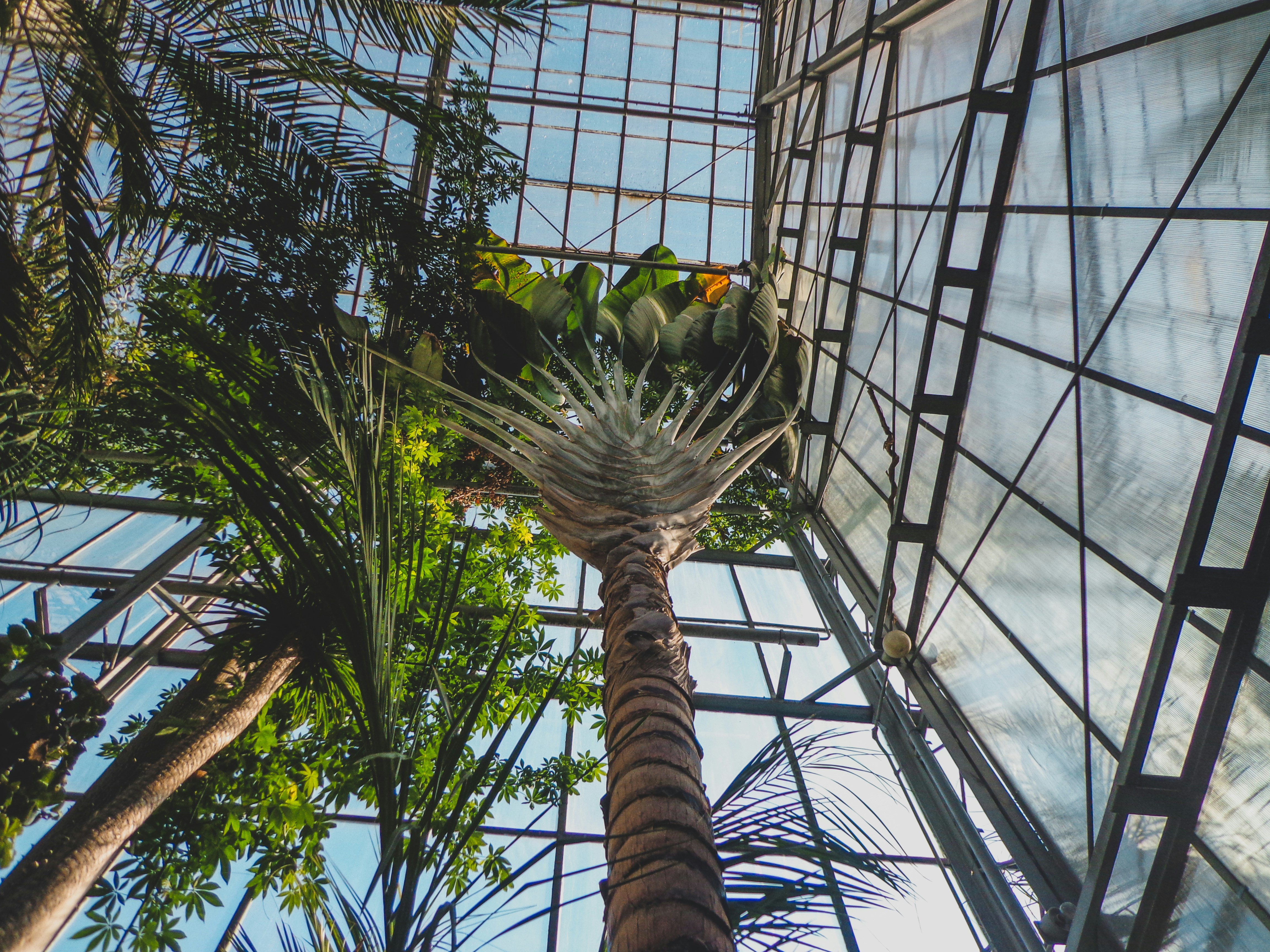 A palm tree inside of a glass building photo – Free Building Image on ...