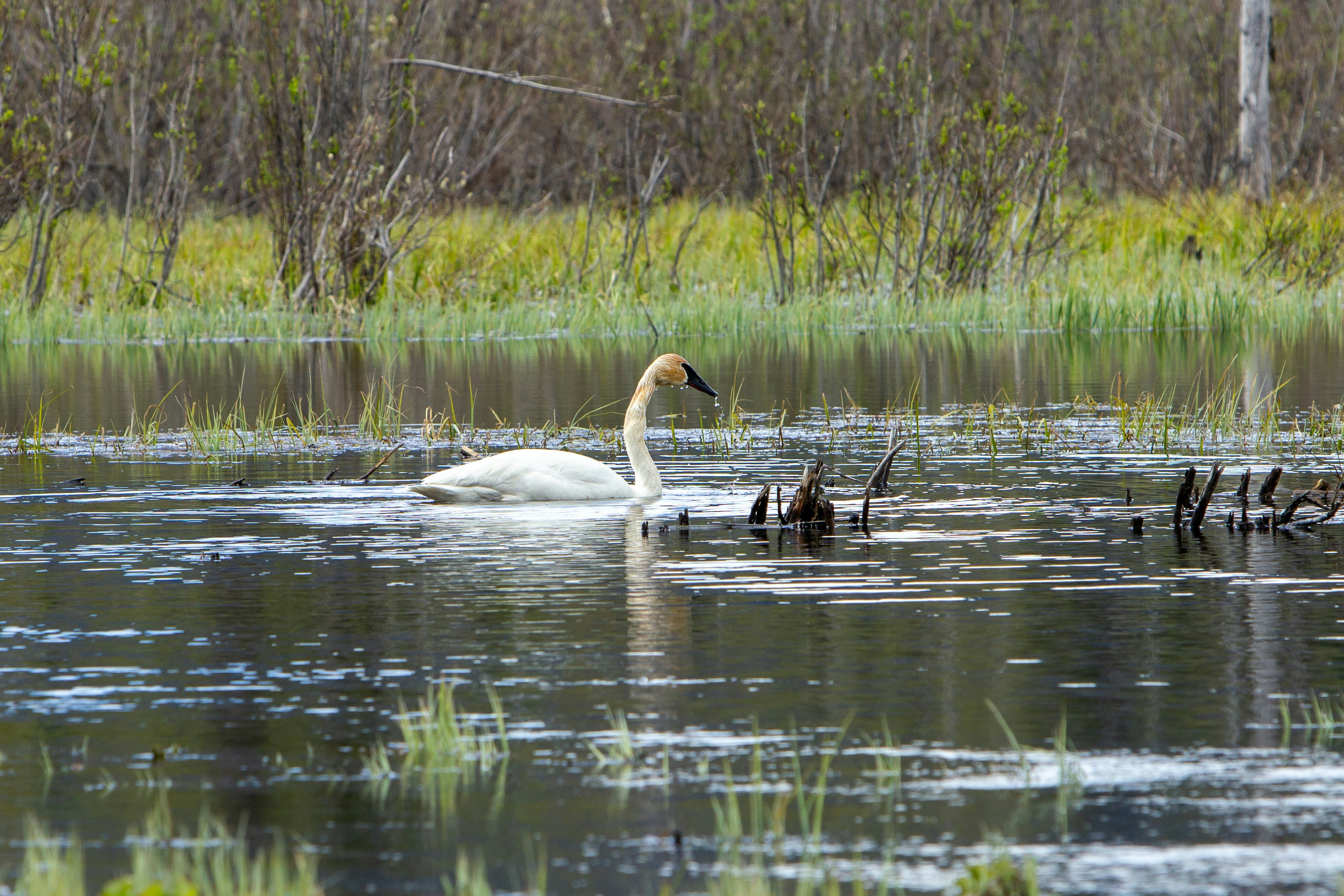 Trumpeter Swan | white swan on water during daytime