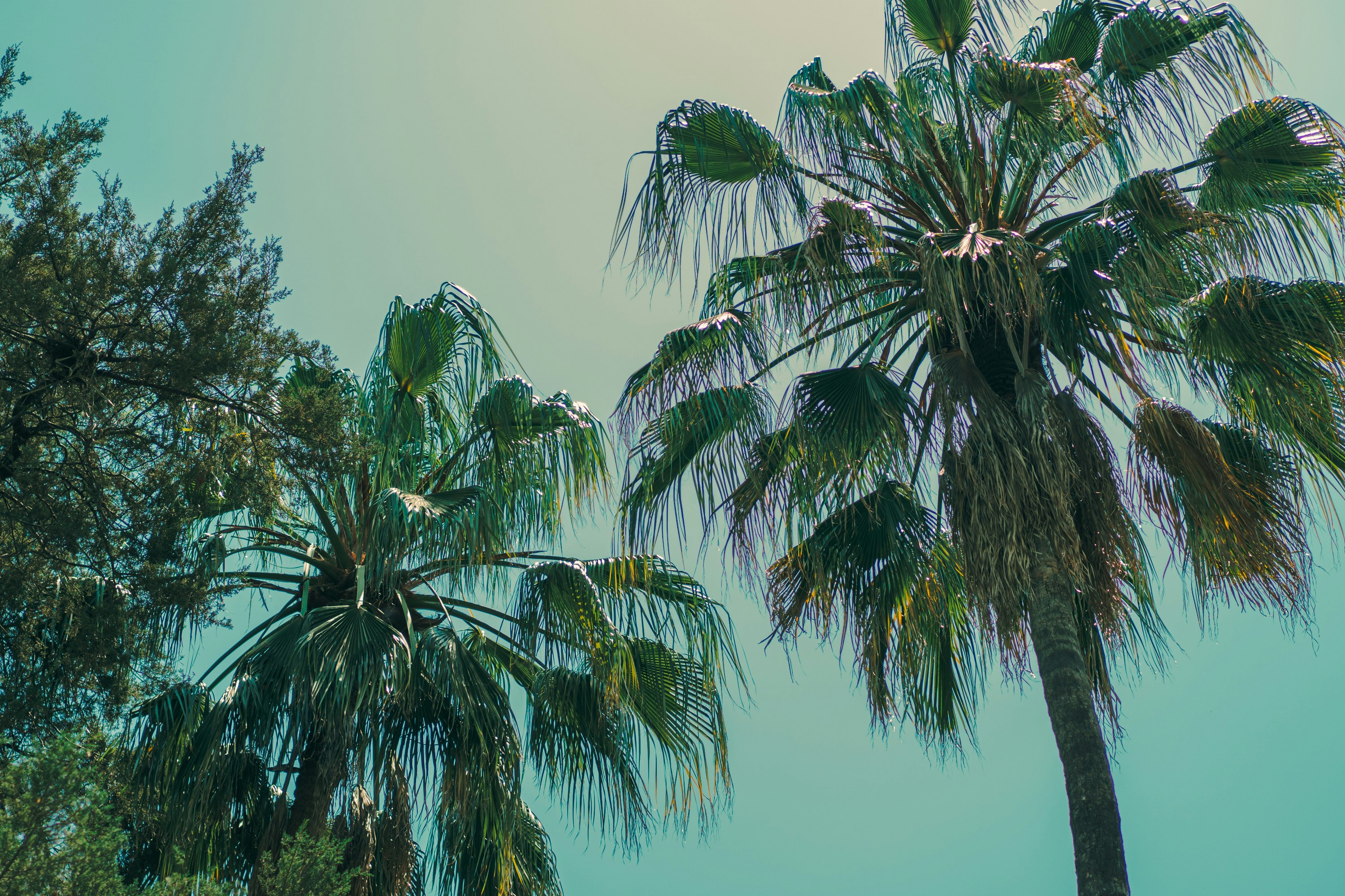 Lush palm trees stretch towards a vibrant sky, creating a serene tropical atmosphere. The interplay of light and shadow enhances the natural beauty.