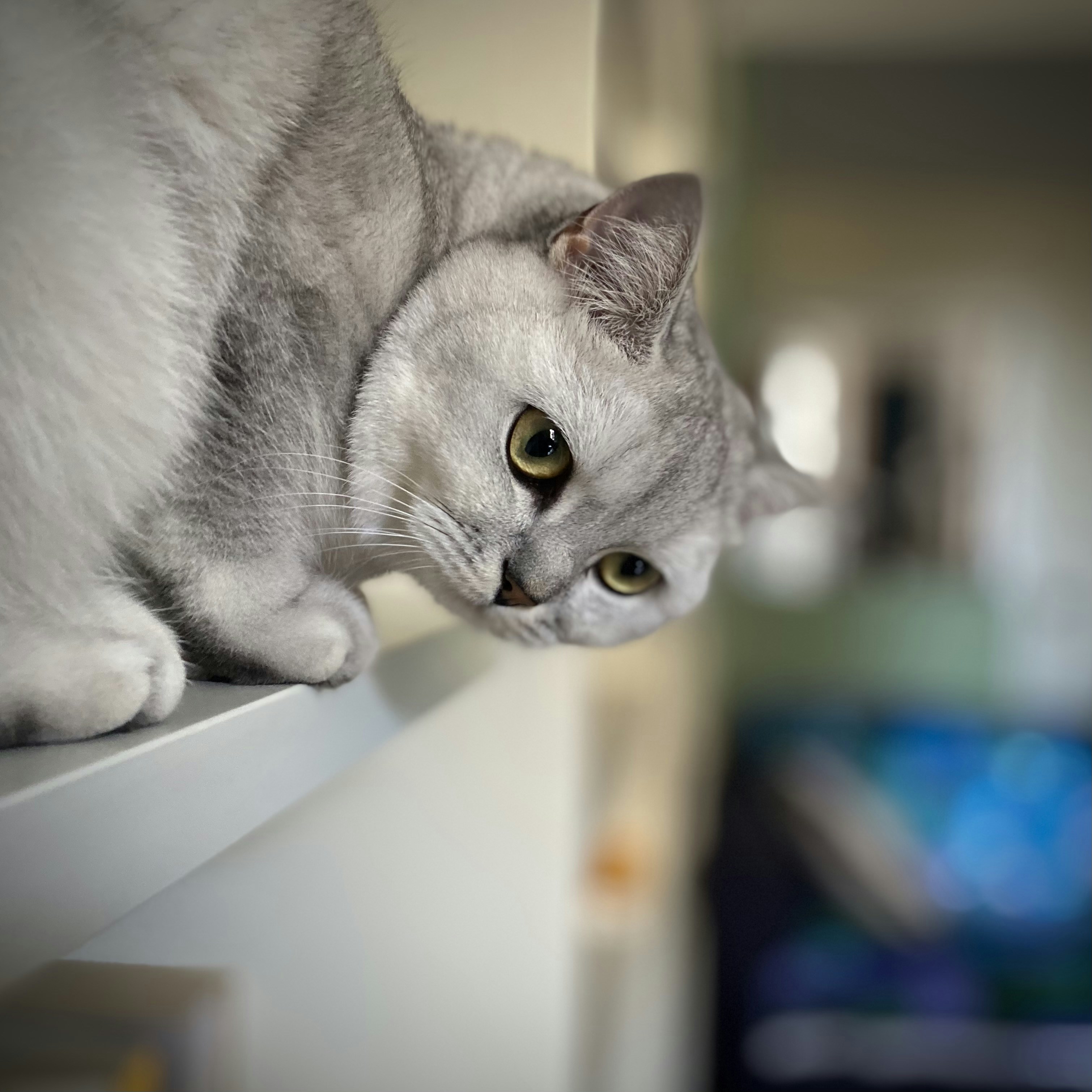 A Curious Feline Peeks Over the Shelf