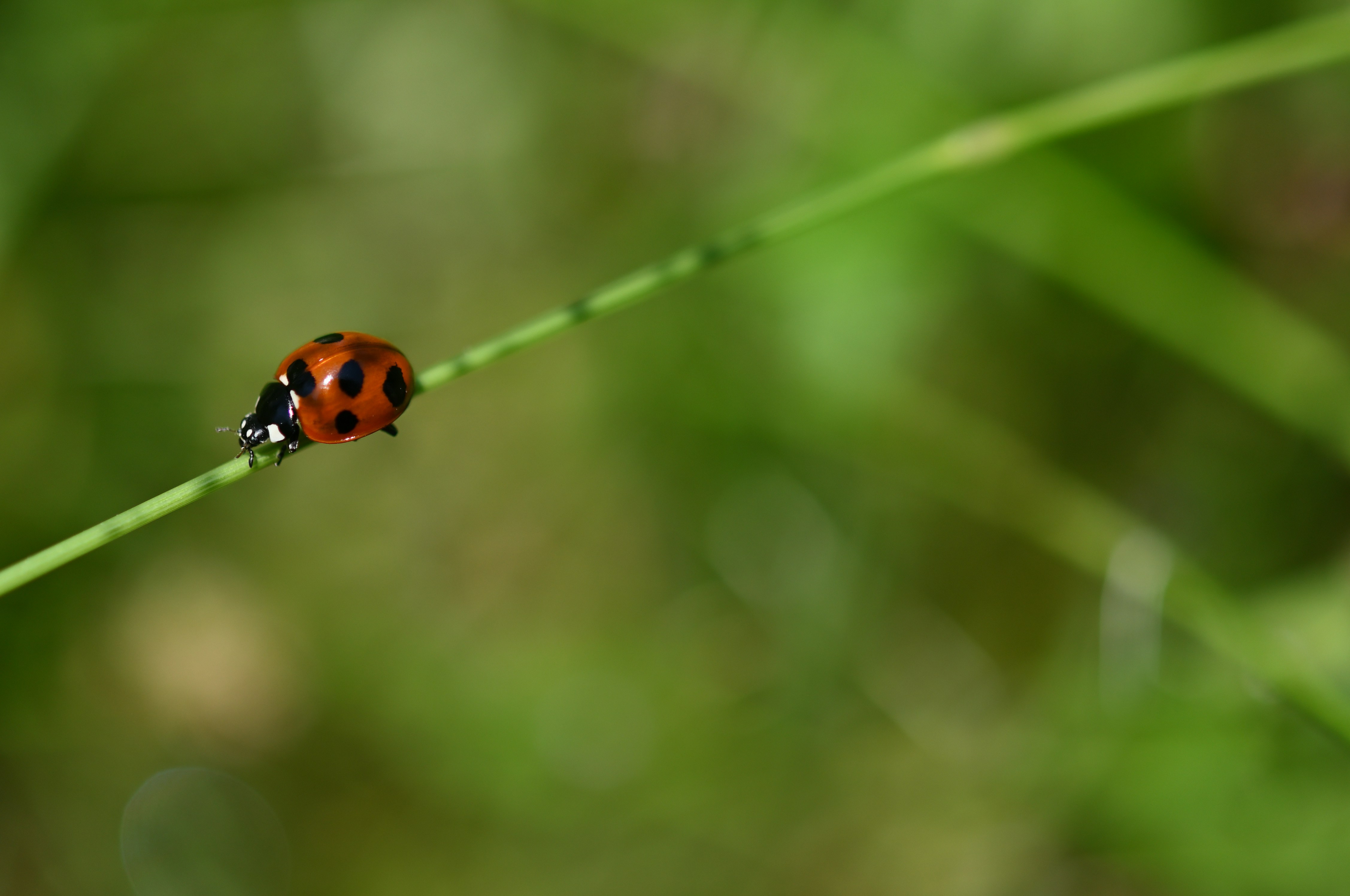 Lady Bug Pictures | Download Free Images on Unsplash