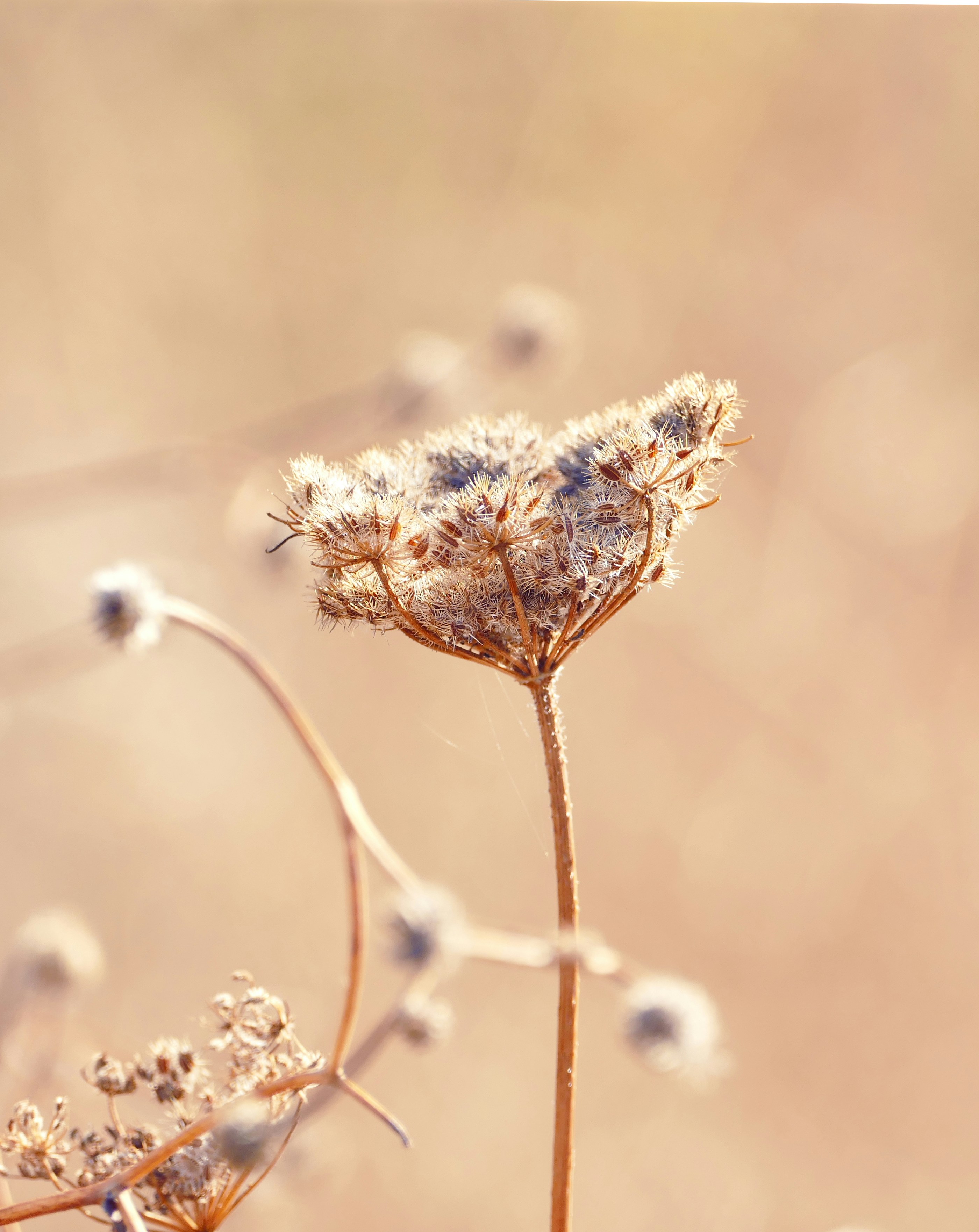 Ethereal Dance of Winter's Lace
