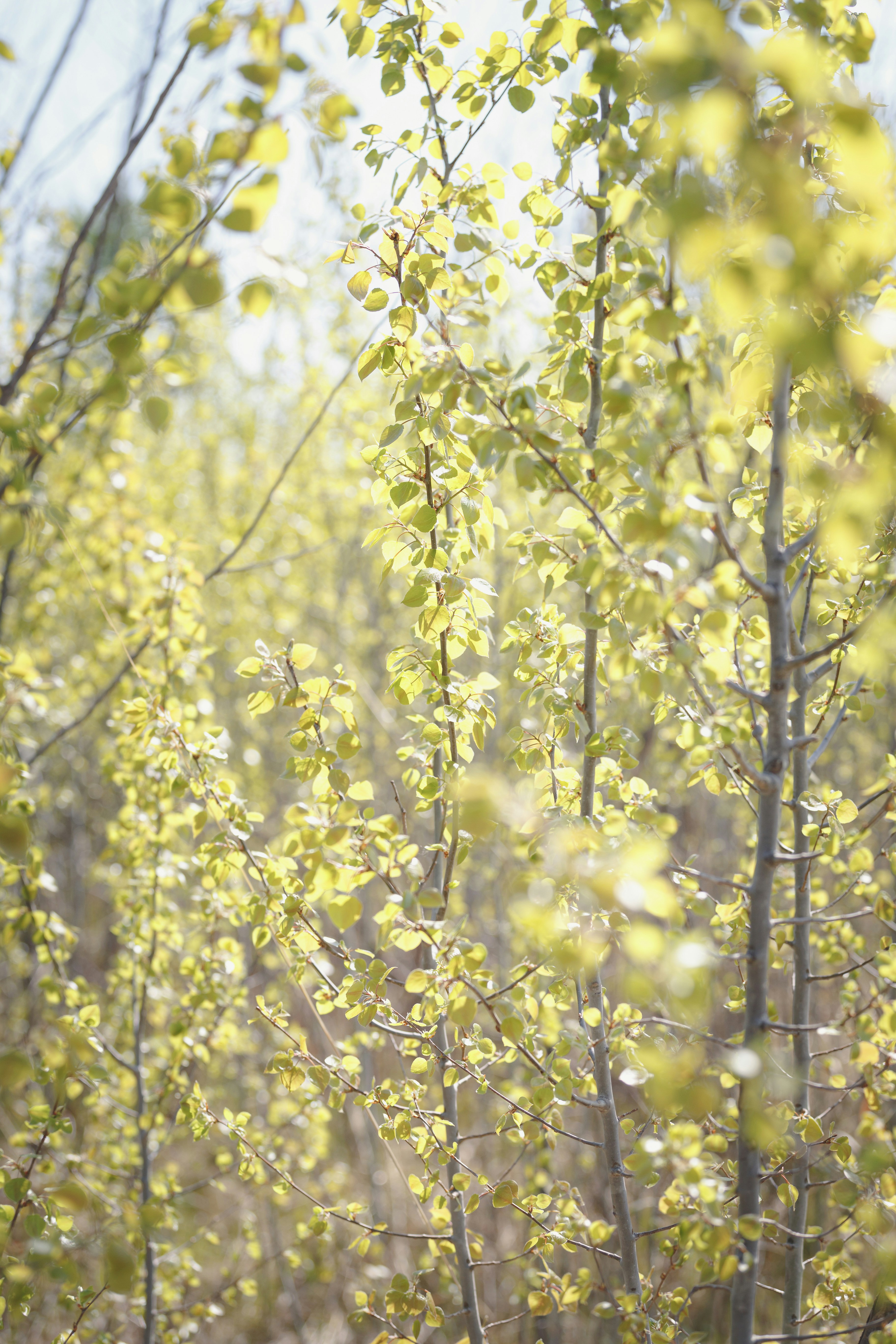 Delicate green leaves dance in the gentle breeze, creating a serene backdrop of nature's renewal. The soft focus adds a dreamy quality to the scene.