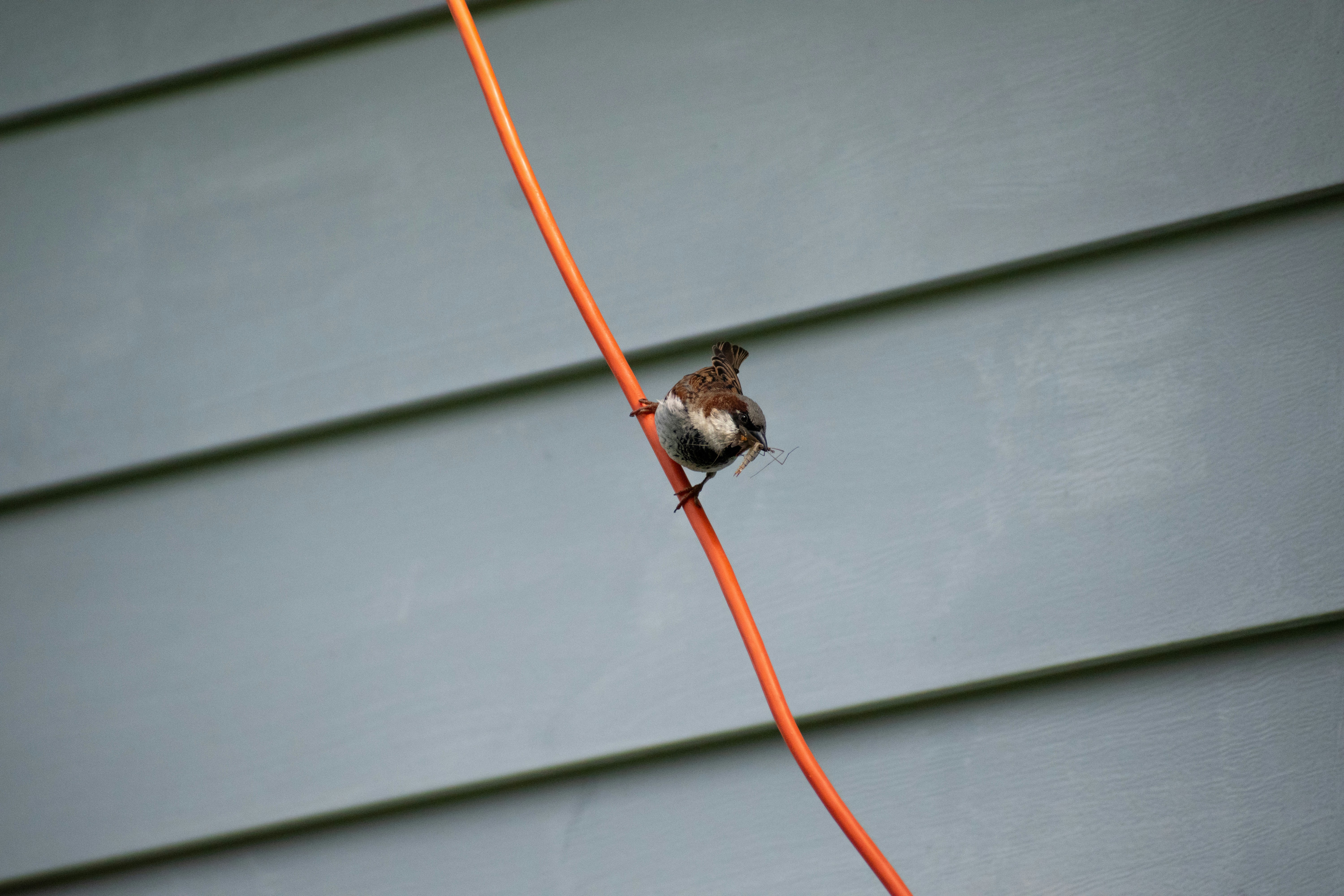 Wire-Watcher Sparrow: a tiny moment on an orange cable beside cool blue siding
