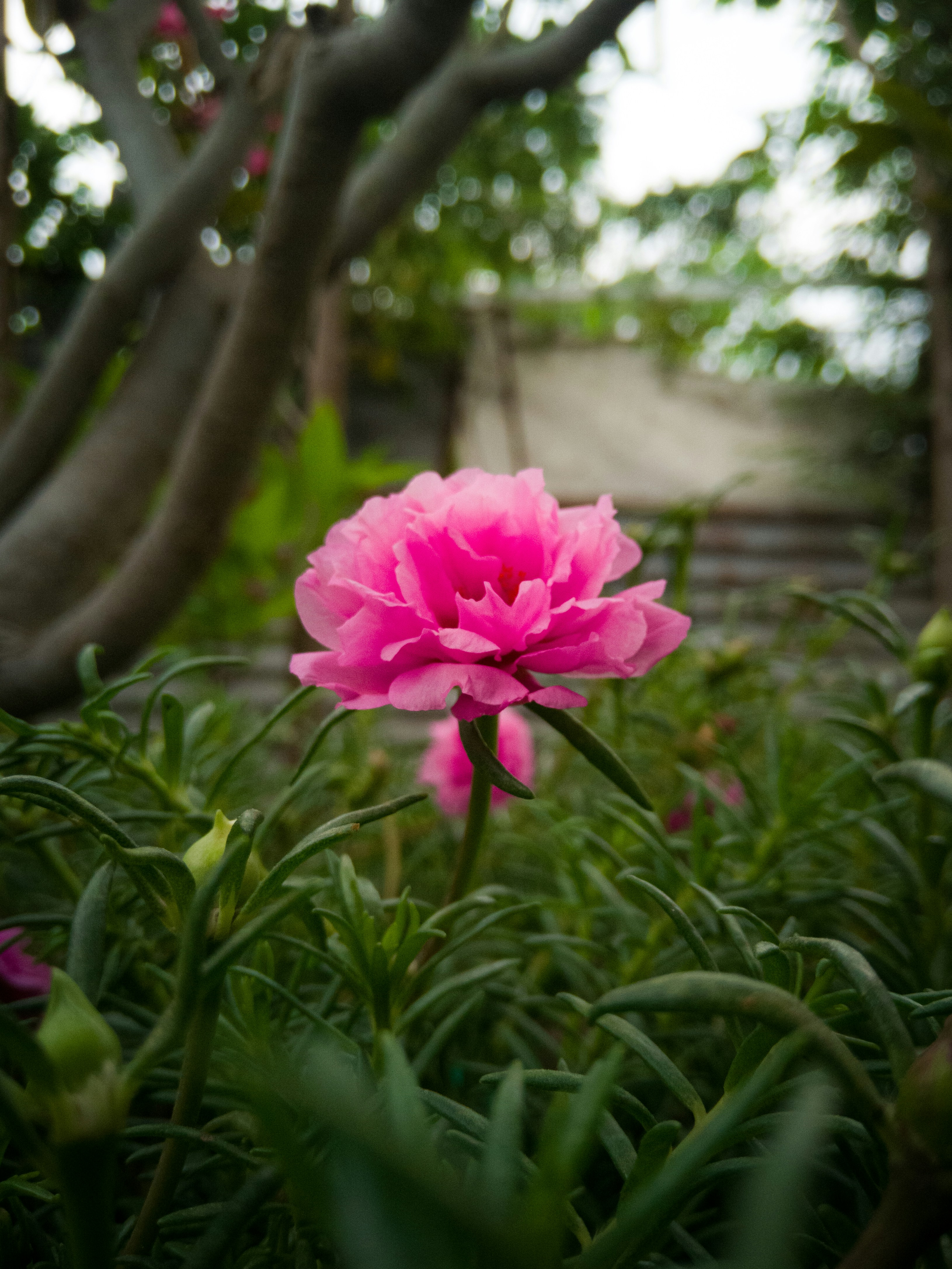 Vibrant pink flower emerging amidst lush green foliage in a serene garden setting.