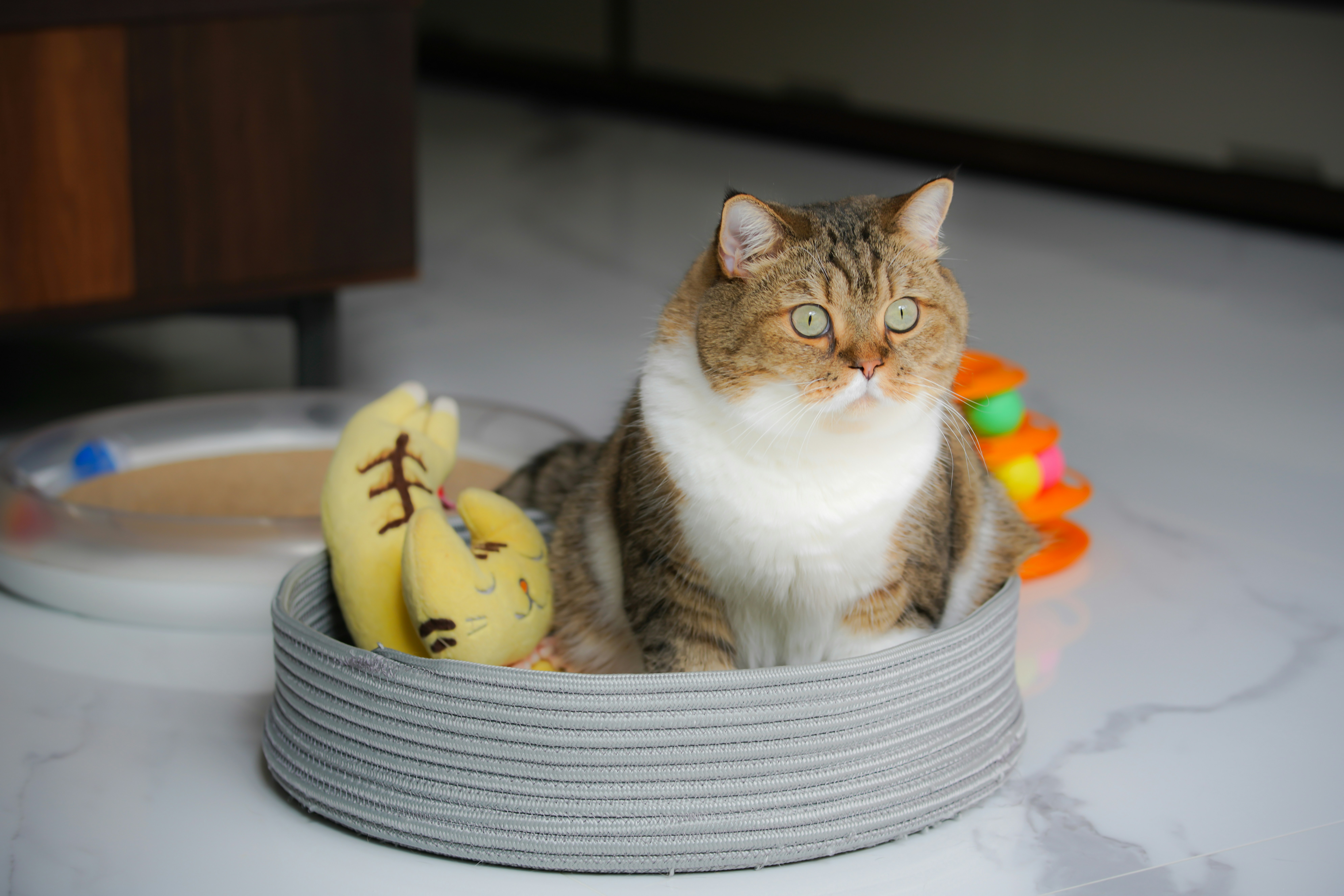 Plush Ring Sentinel: A Curious Tabby Among Colorful Toys