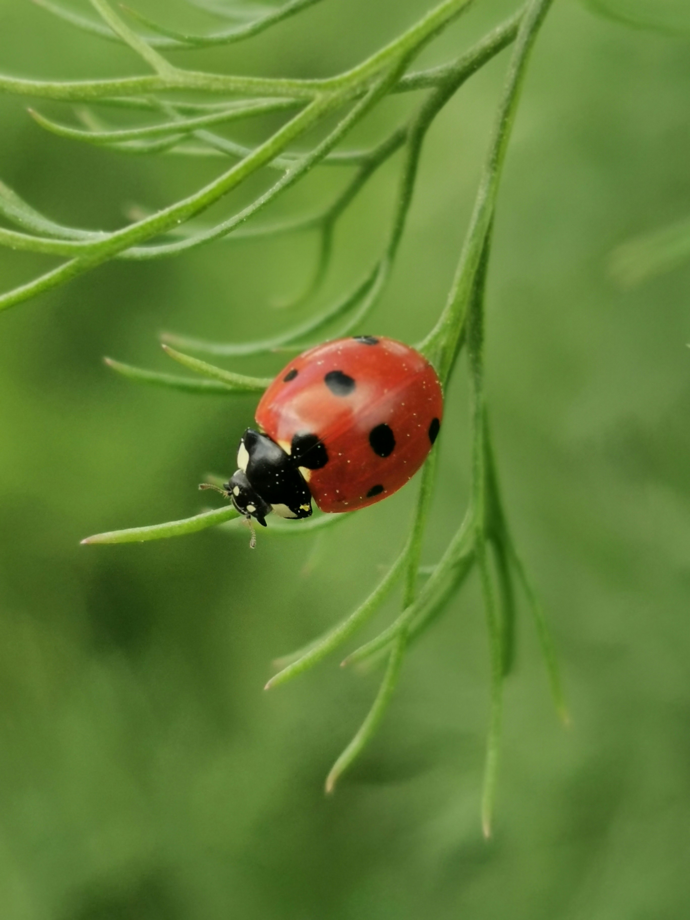 Red ladybug on green leaf in close up photography during daytime photo ...